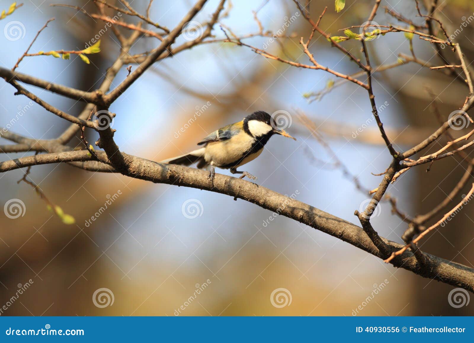 Japanese Tit stock photo. Image of spring, minor, asia - 40930556