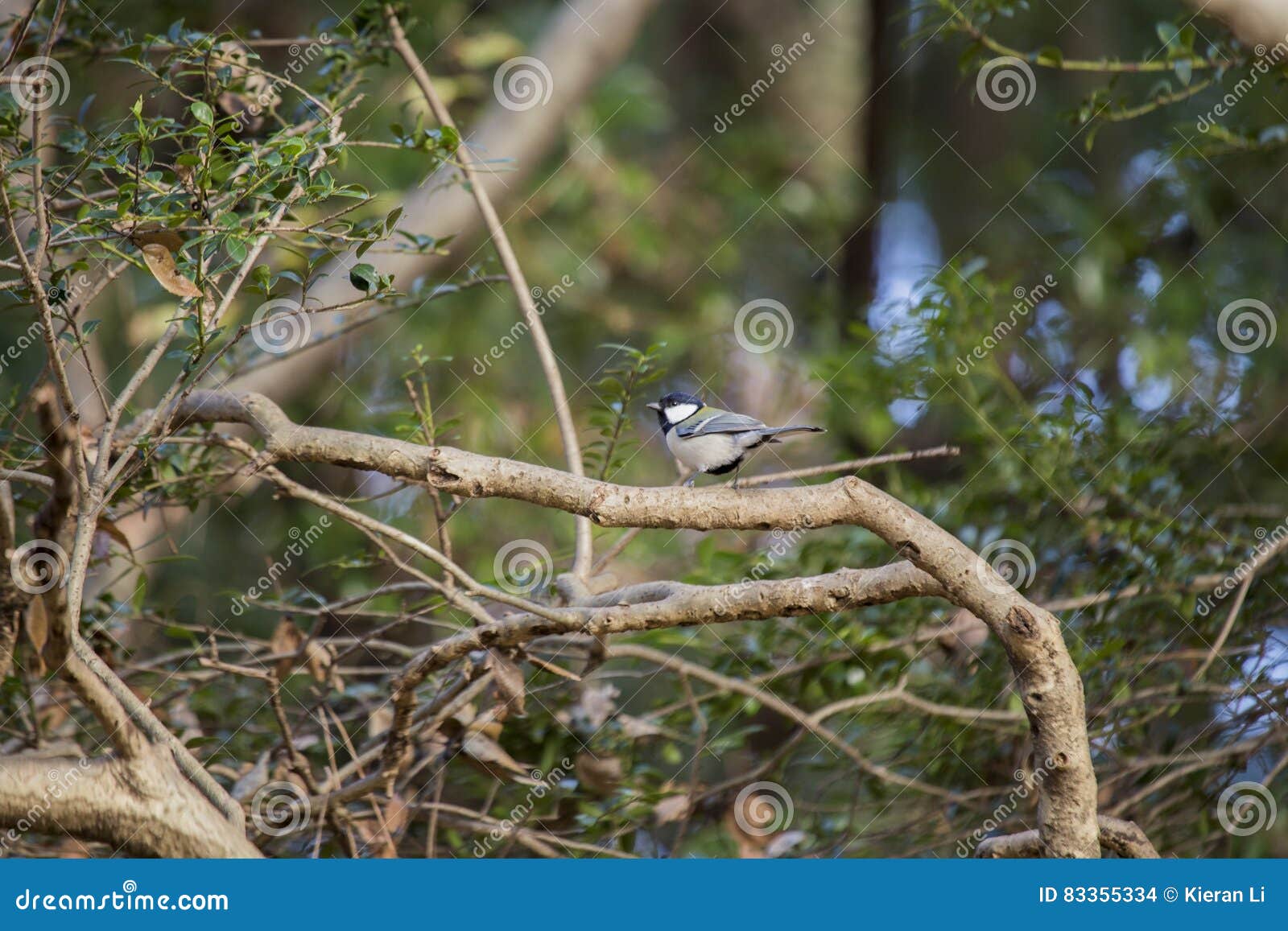 Japanese tit Parus minor stock photo. Image of good, nature - 83355334