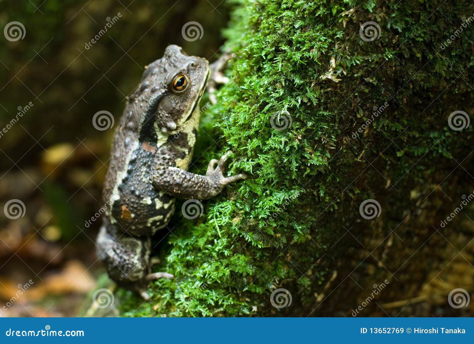 Japanese Toad on Tree Trunk Stock Image - Image of frog, japan: 13652769