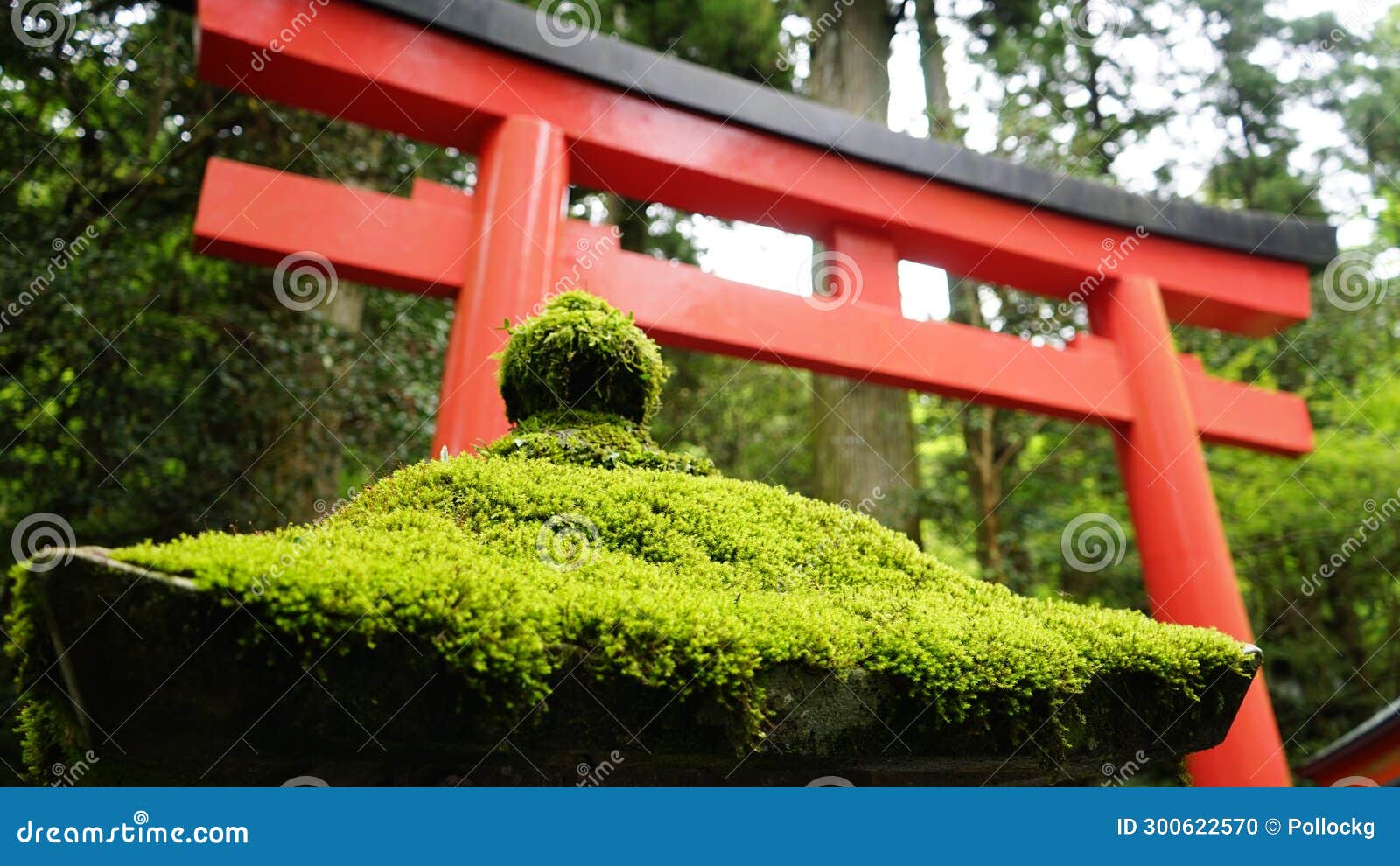Japanese Torri gate stock photo. Image of grass, woodland - 300622570