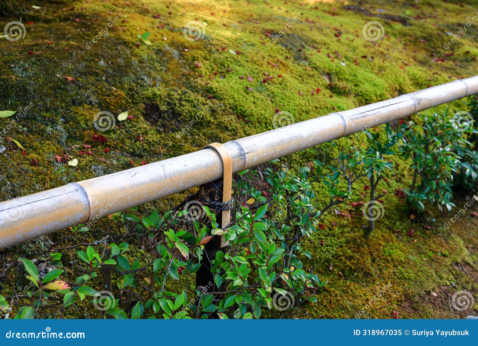 Japanese Tradition Style Bamboo Fence Panel Stock Image - Image of ...