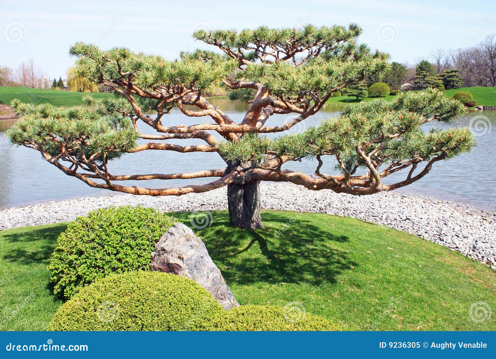 Japanese Tree At Daiganji Temple, Miyajima Stock Photography ...
