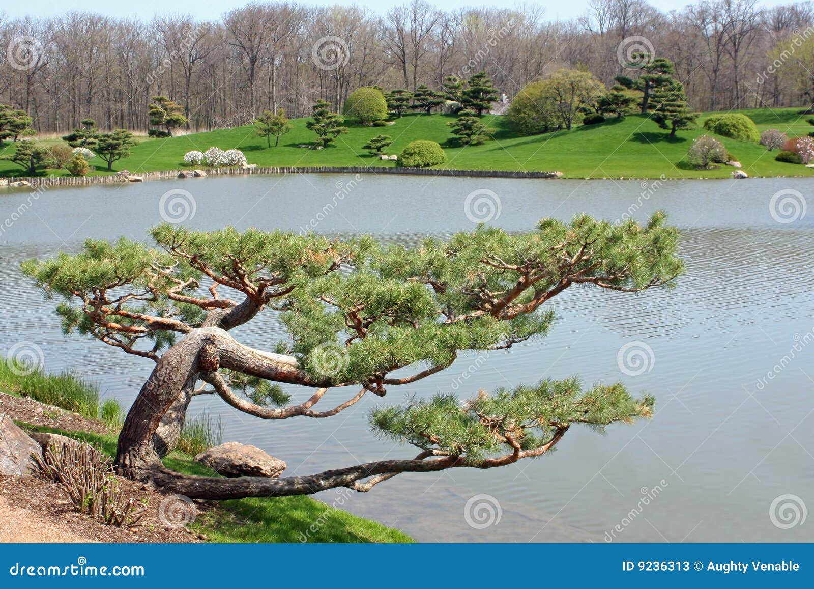 Japanese Tree stock image. Image of outdoor, beauty, botany - 9236313