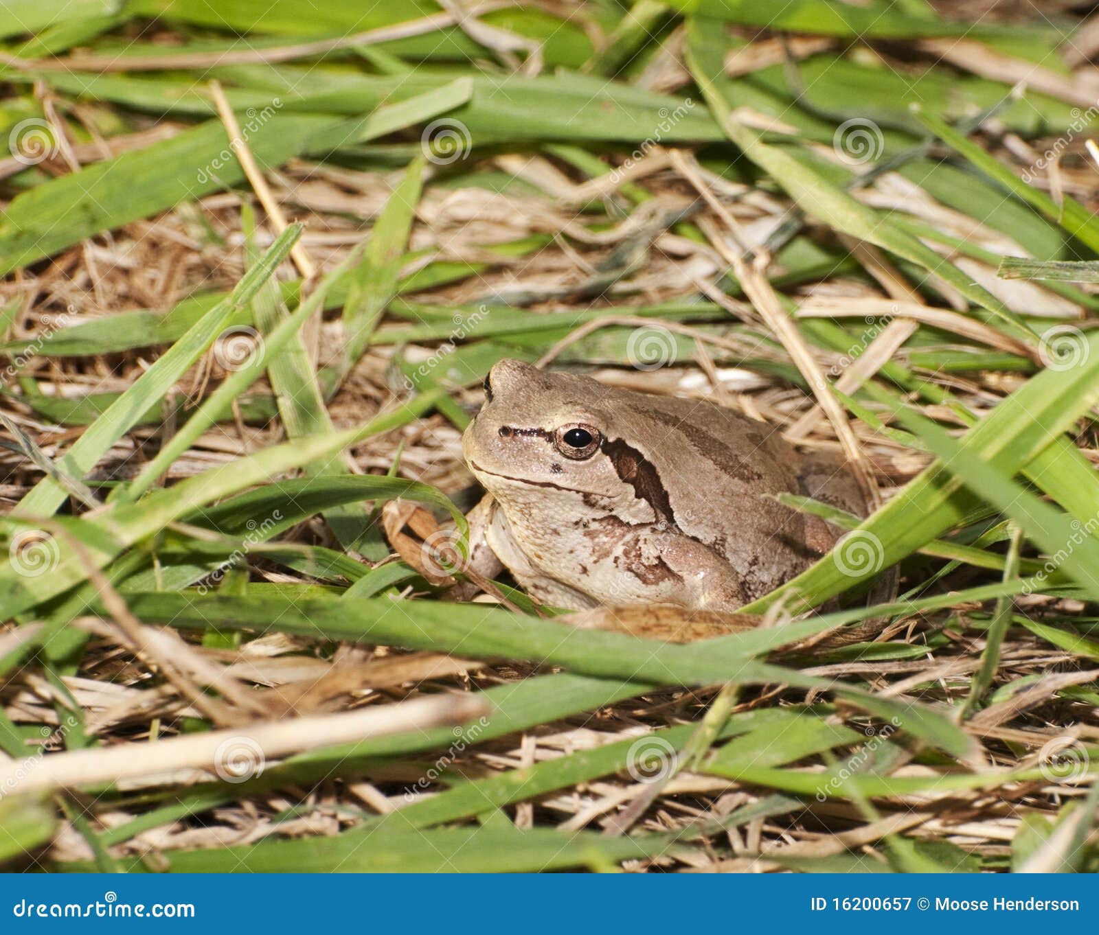 Japanese Tree Frog stock image. Image of amur, toad, herp - 16200657