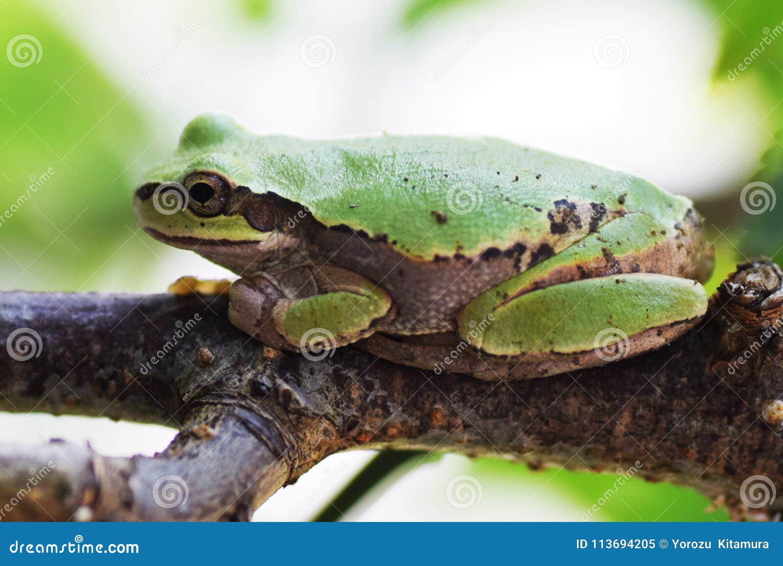 Japanese tree frog stock image. Image of natural, hibernation - 113694205