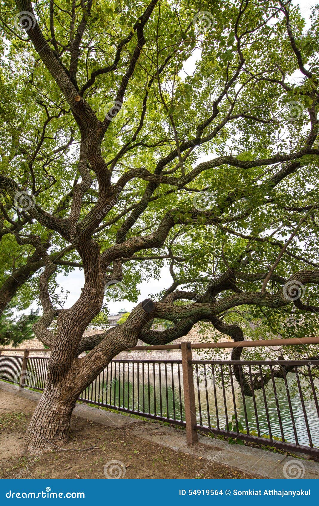 Japanese tree stock photo. Image of asian, oregon, foliage - 54919564