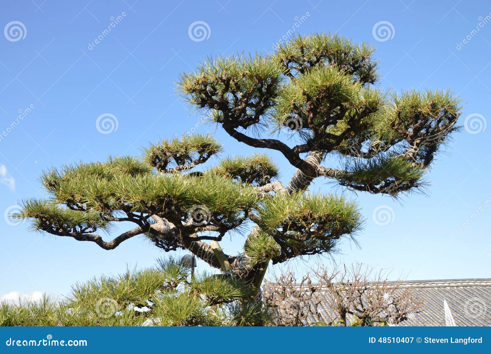 Japanese tree stock image. Image of branch, nature, bonsai - 48510407