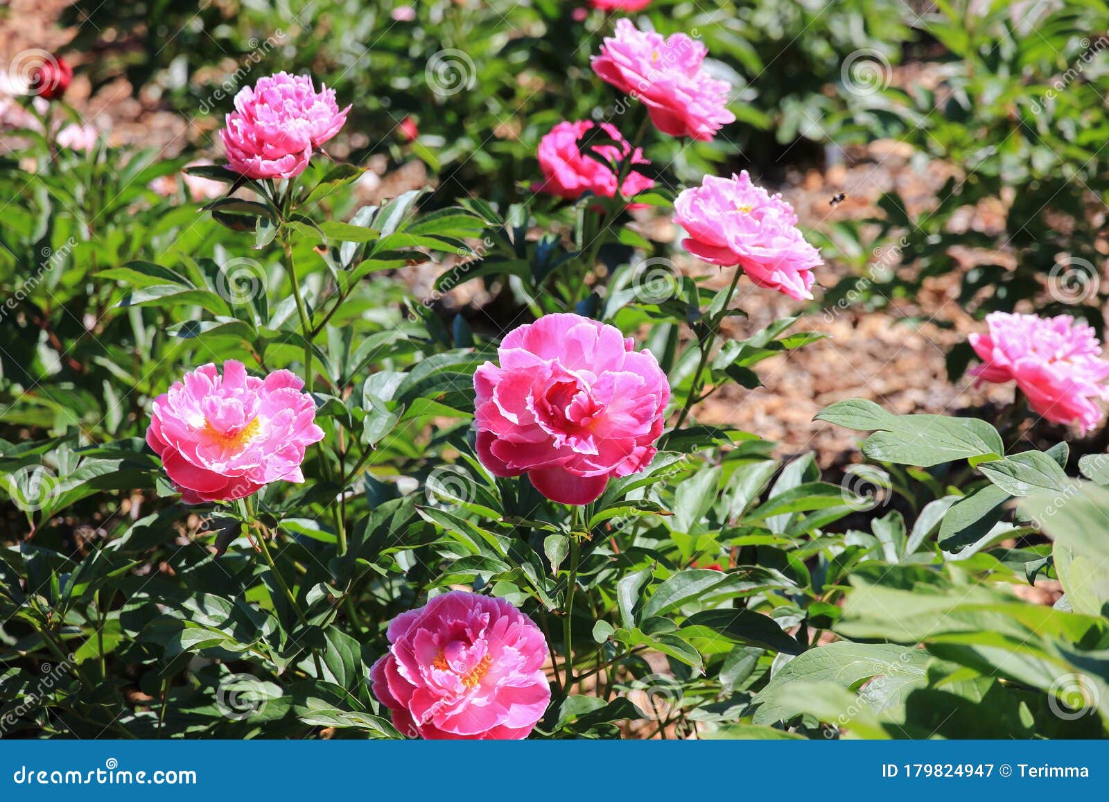 Japanese Tree Peonies in the Garden Stock Image - Image of spring ...