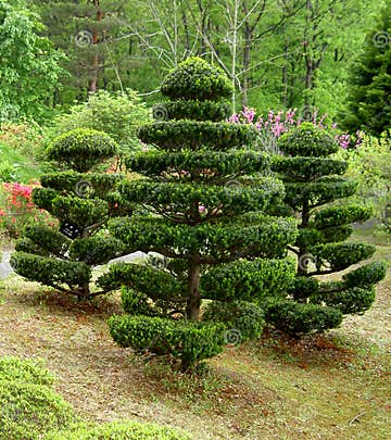 Japanese trees stock photo. Image of japanese, forest, nature - 10402