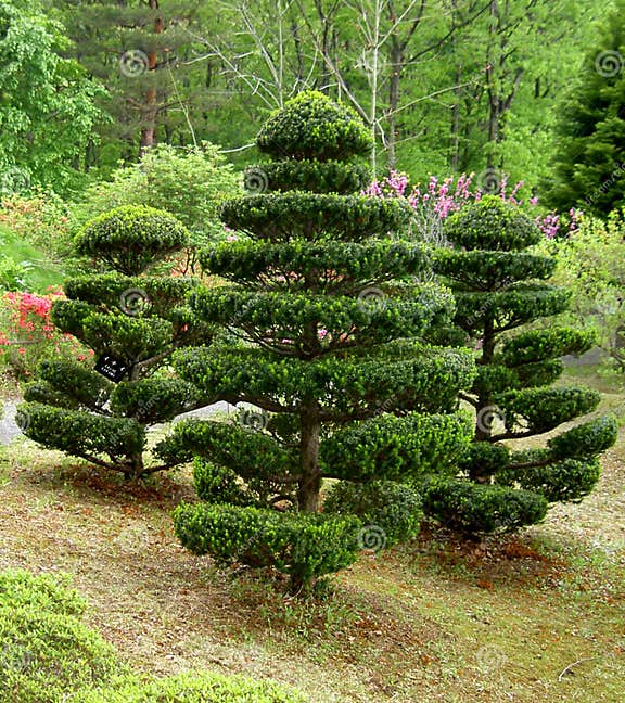 Japanese trees stock photo. Image of japanese, forest, nature - 10402