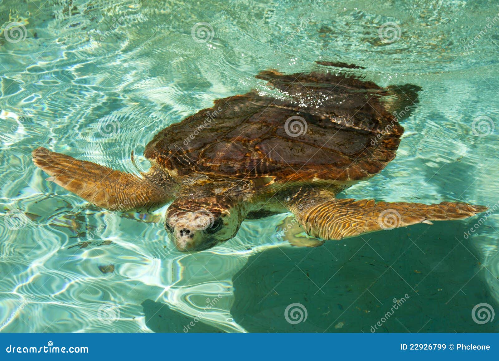 Japanese turtle stock image. Image of tropical, ecology - 22926799