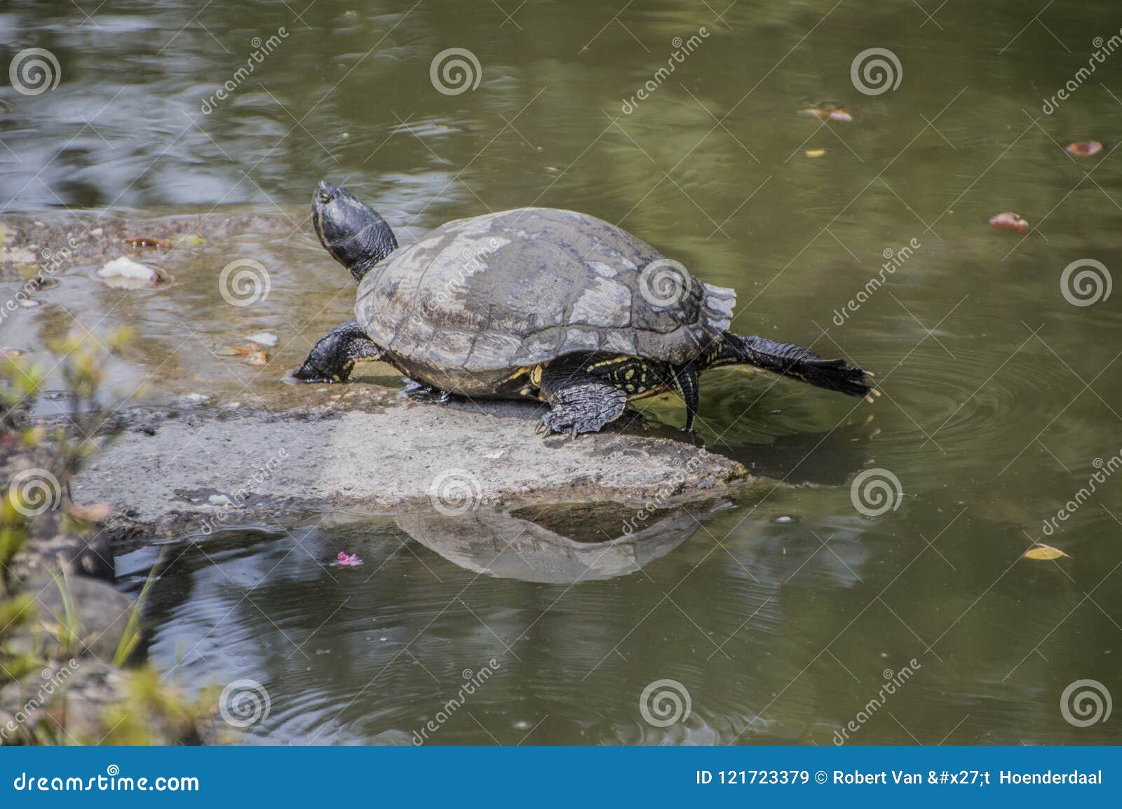 Japanese Turtle at a Pond stock image. Image of alone - 121723379