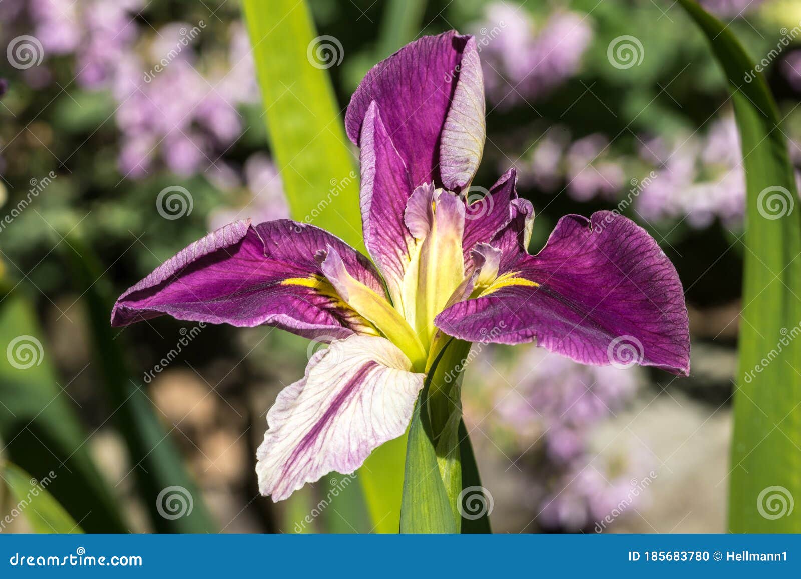 Japanese Water Iris stock photo. Image of summer, plant - 185683780