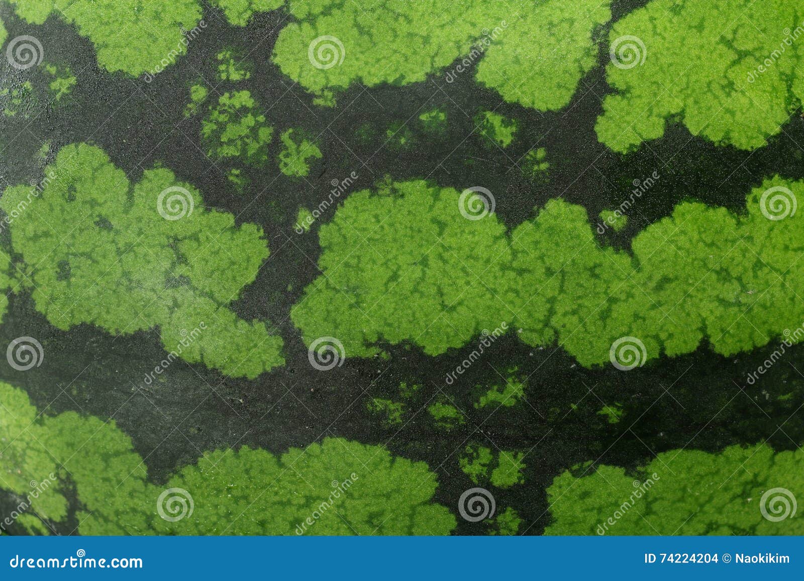 Watermelon Texture Royalty-Free Stock Image | CartoonDealer.com #59768710