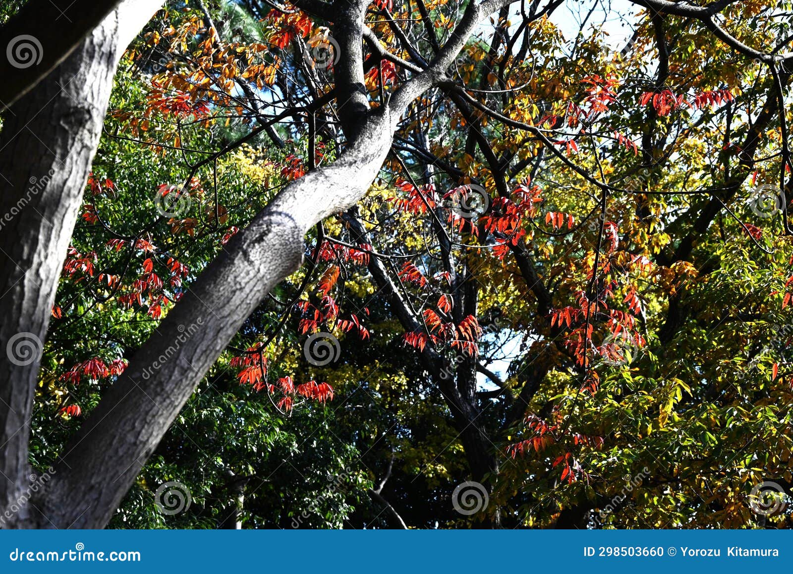 Japanese Wax Tree Autumn Leaves. Stock Photo - Image of natural ...