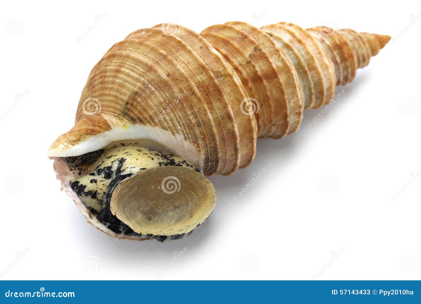 157 Buccinidae Stock Photos - Free & Royalty-Free Stock Photos from ...