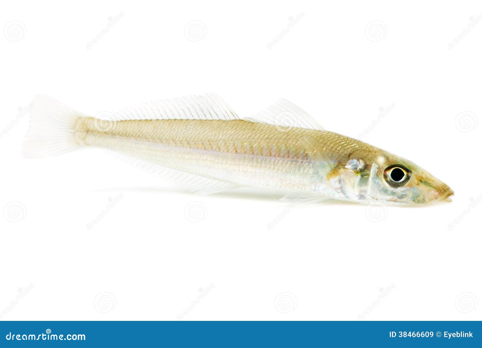 Japanese Whiting-Sillago Japonica Royalty-Free Stock Photo ...