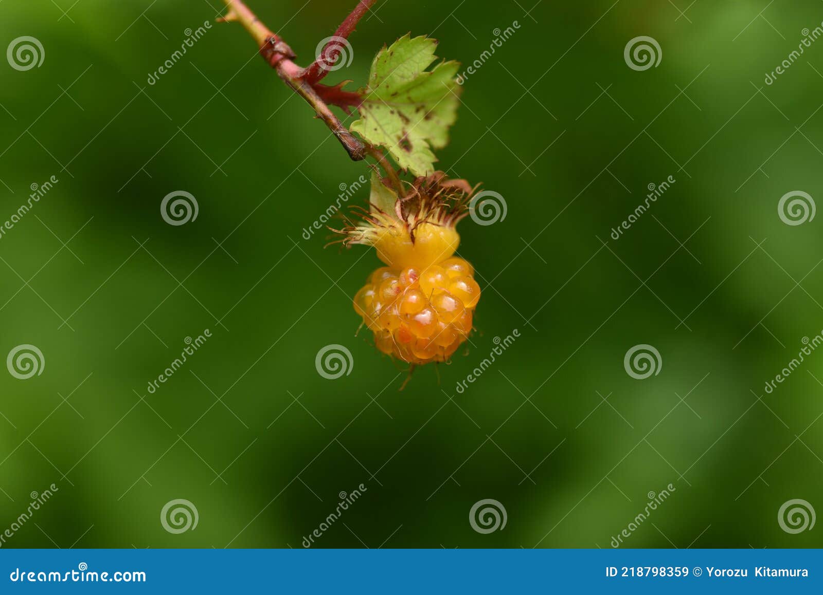 Japanese wild raspberry. stock image. Image of leaf - 218798359