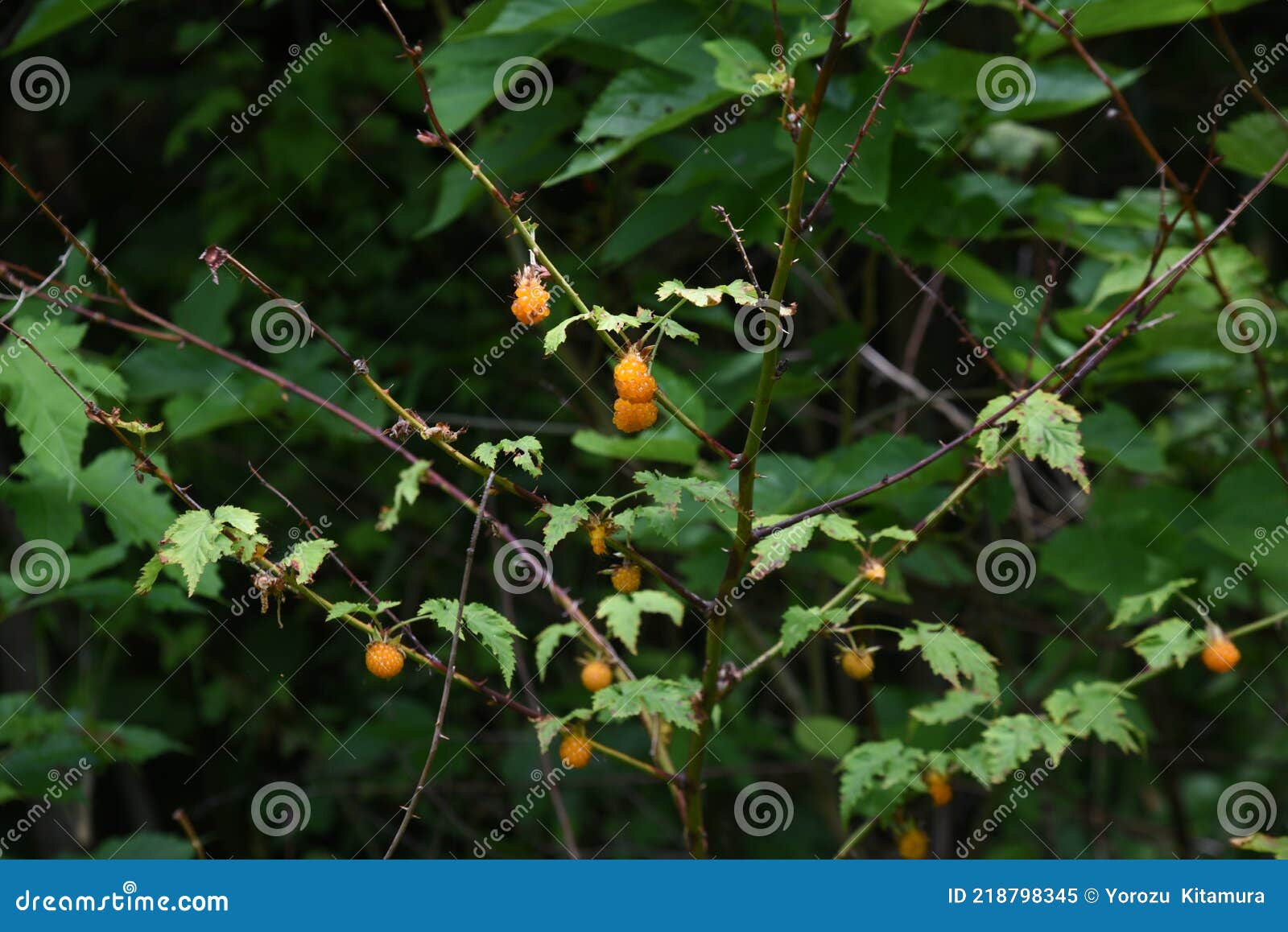Japanese wild raspberry. stock image. Image of healthy - 218798345
