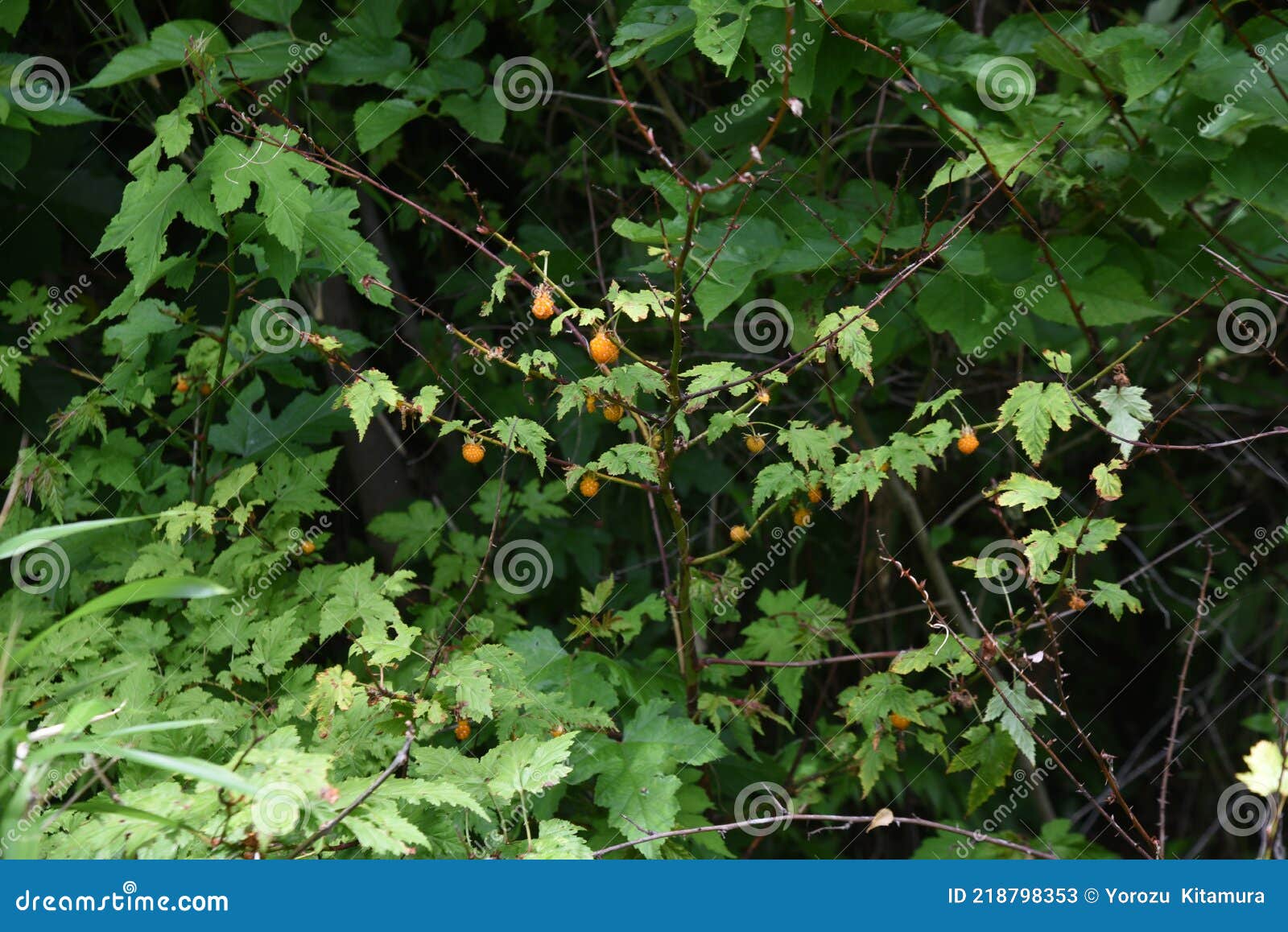 Japanese wild raspberry. stock image. Image of natural - 218798353