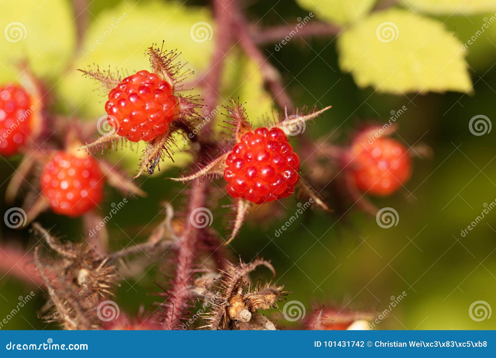 Japanese Wineberry Rubus Phoenicolasius Stock Photo - Image of ...