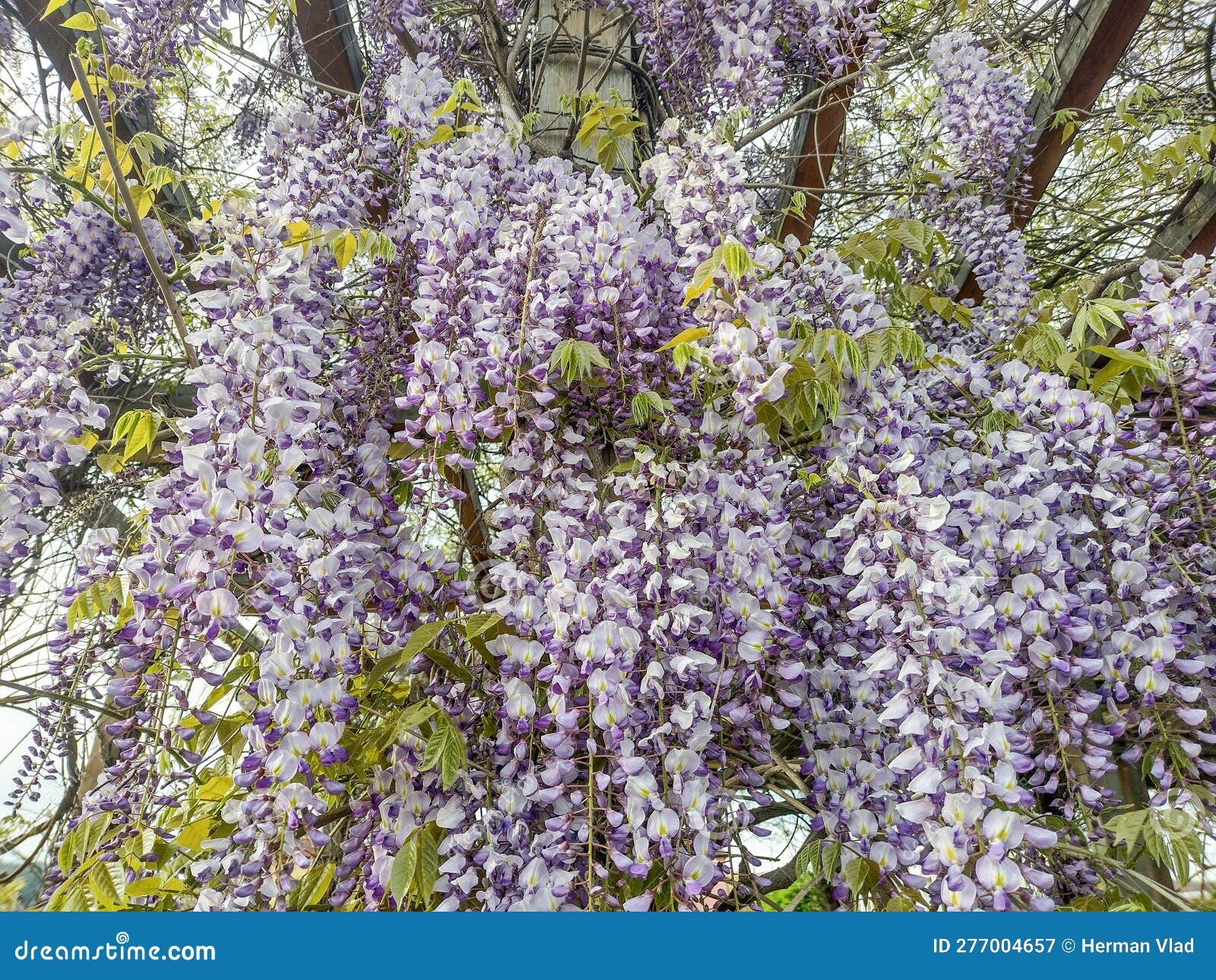 Japanese Wisteria in the Spring. Wisteria Floribunda Stock Image ...