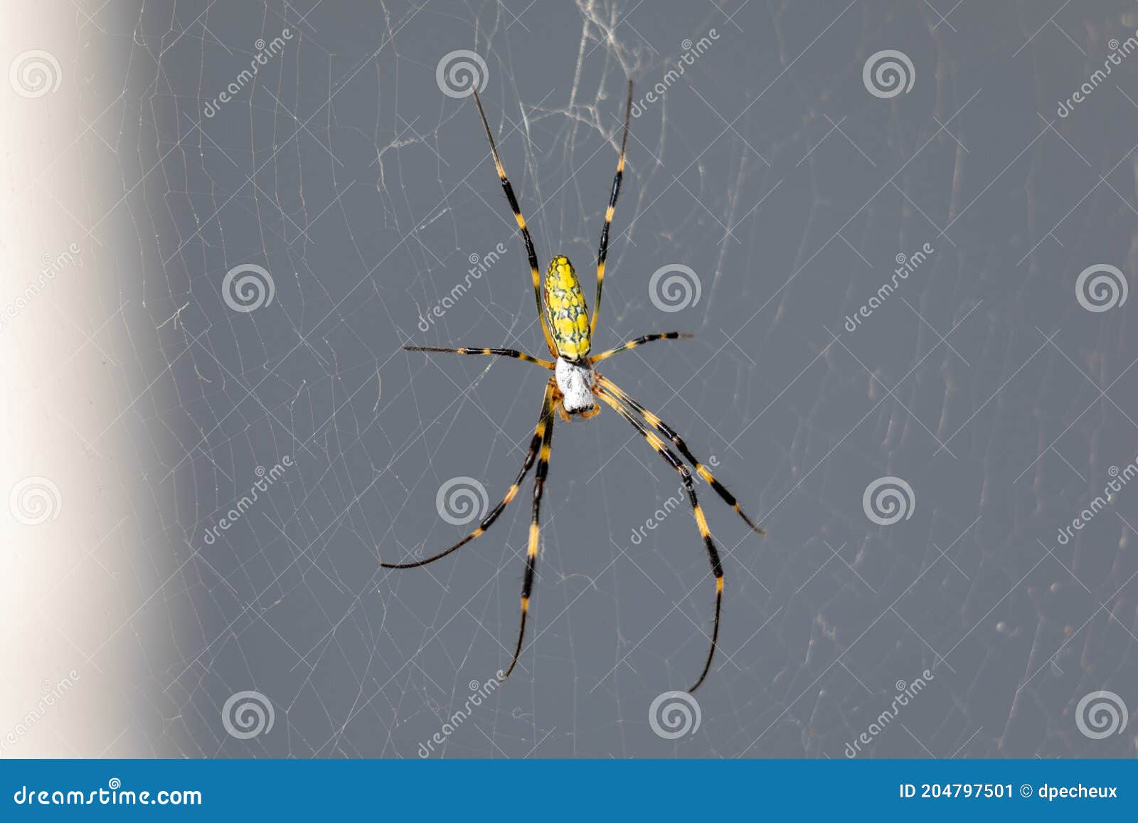 Japanese Yellow Spider stock image. Image of close, arachnid - 204797501
