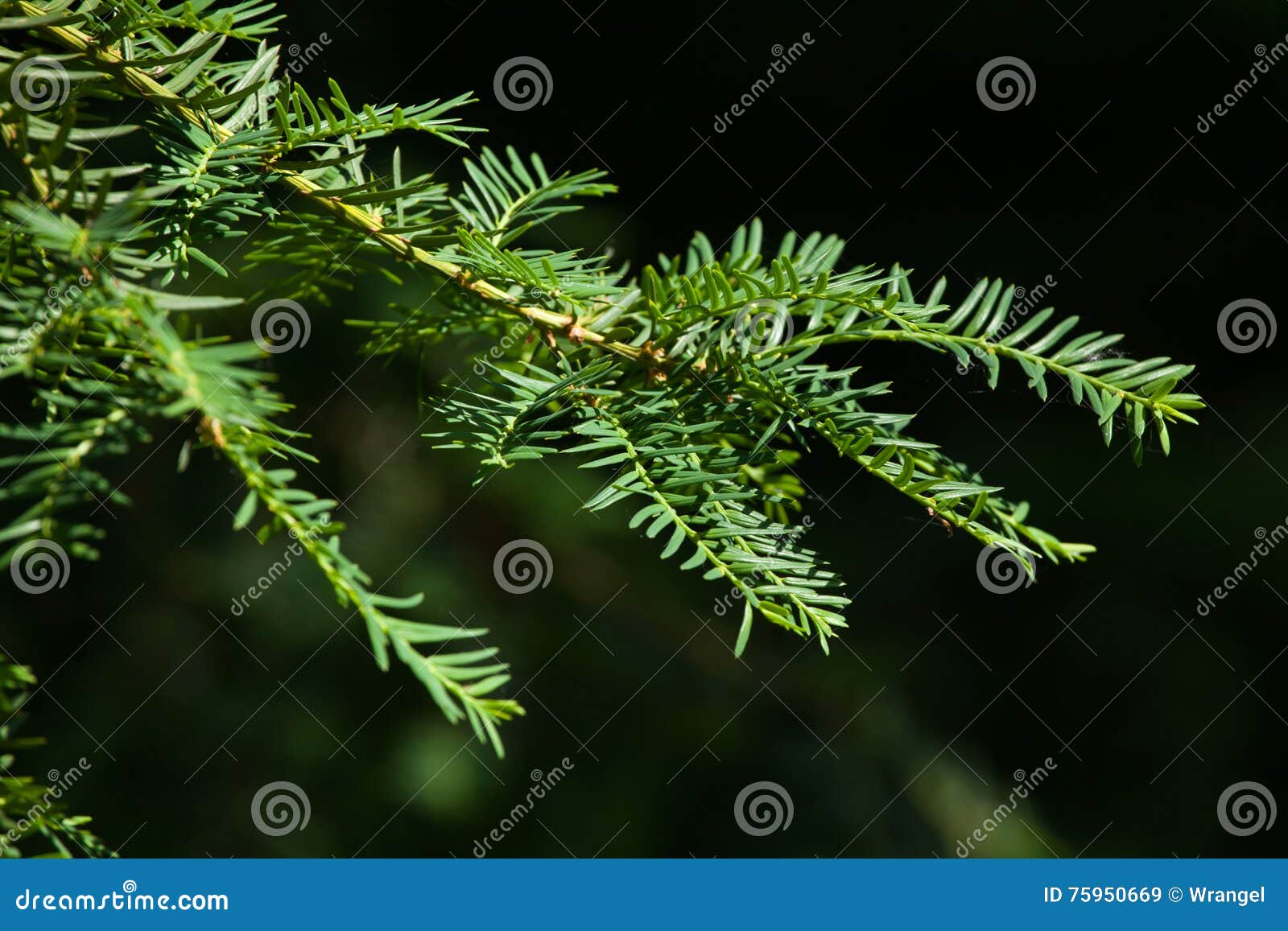 Cuspidate Stock Photos - Free & Royalty-Free Stock Photos from Dreamstime