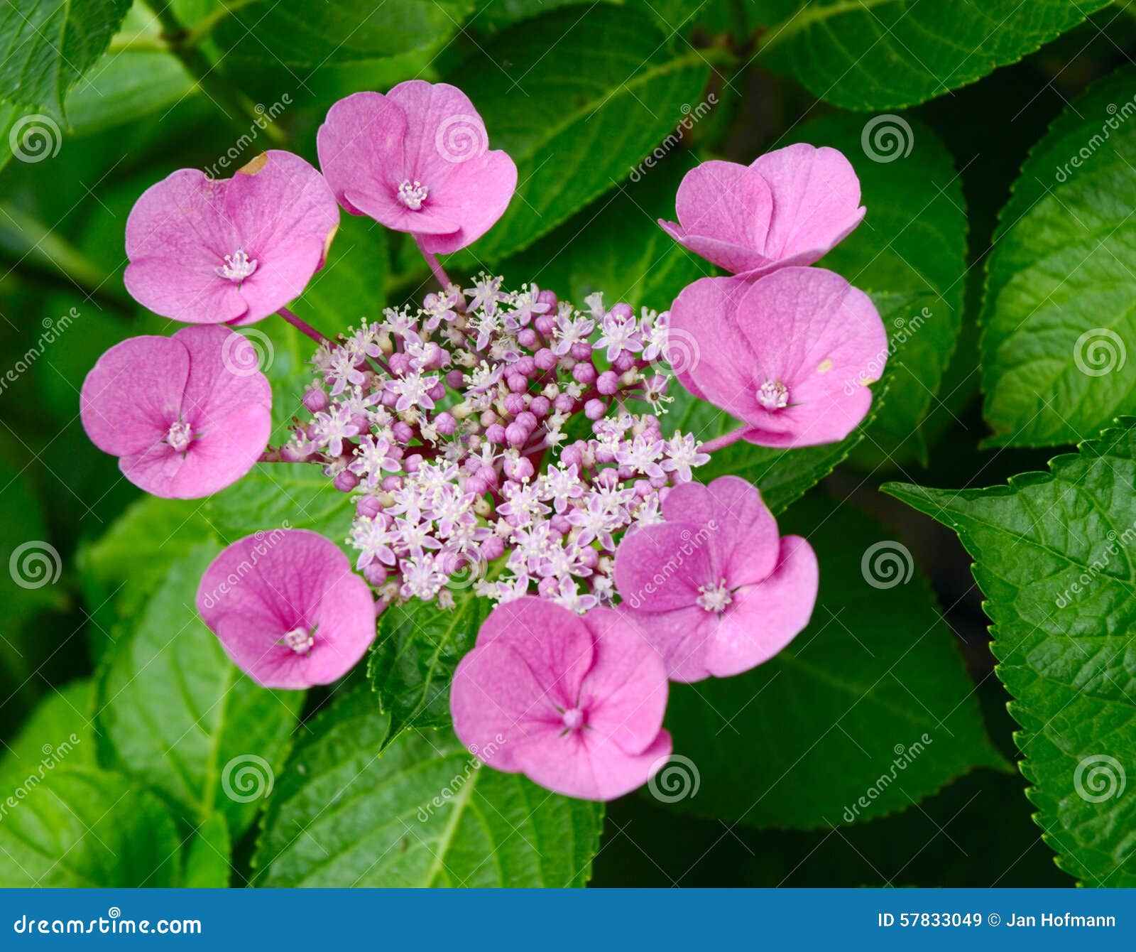 Japanesse flower stock image. Image of delicate, japanesse - 57833049