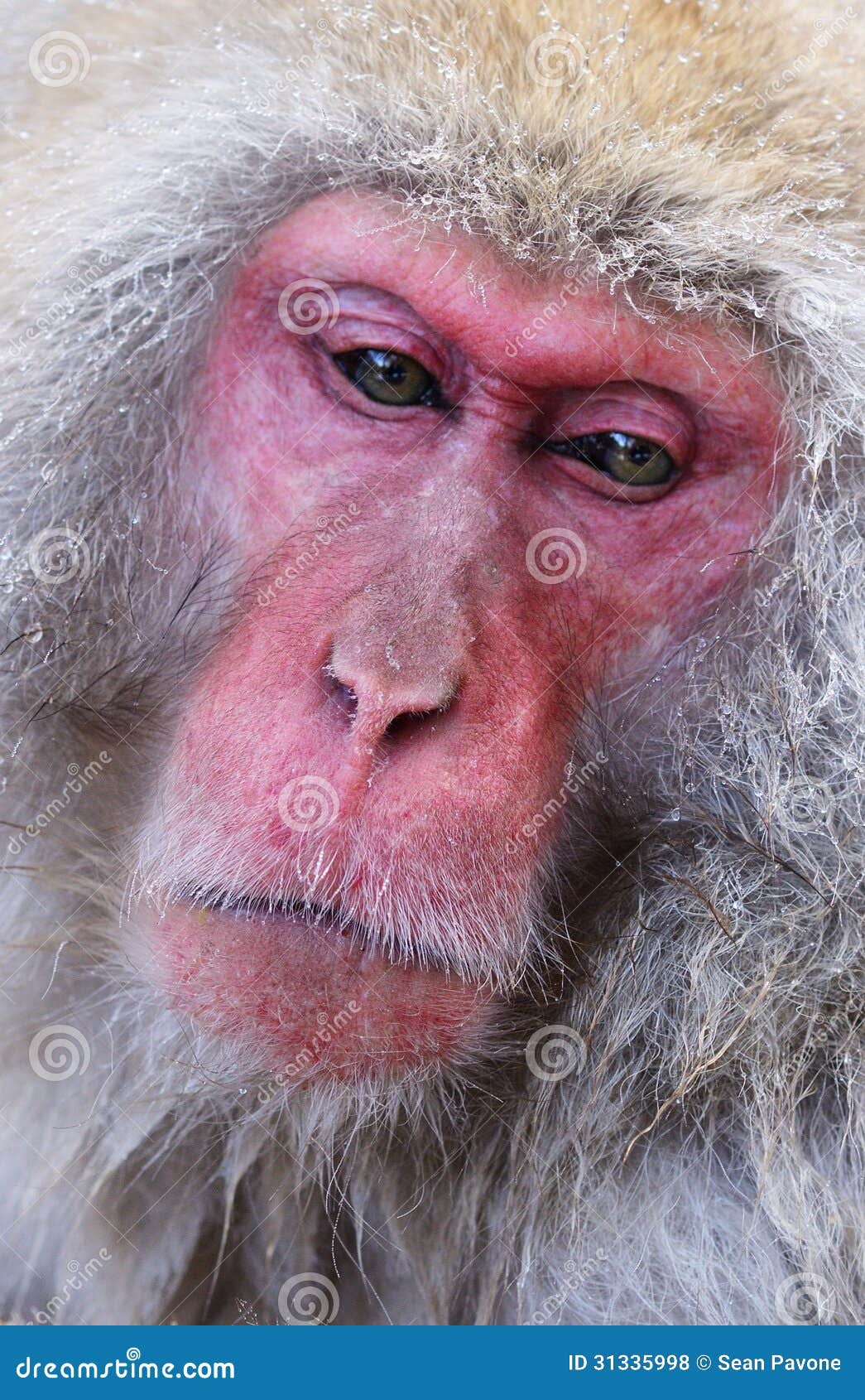 Japanische Makaken stockfoto. Bild von primas, wanne - 31335998