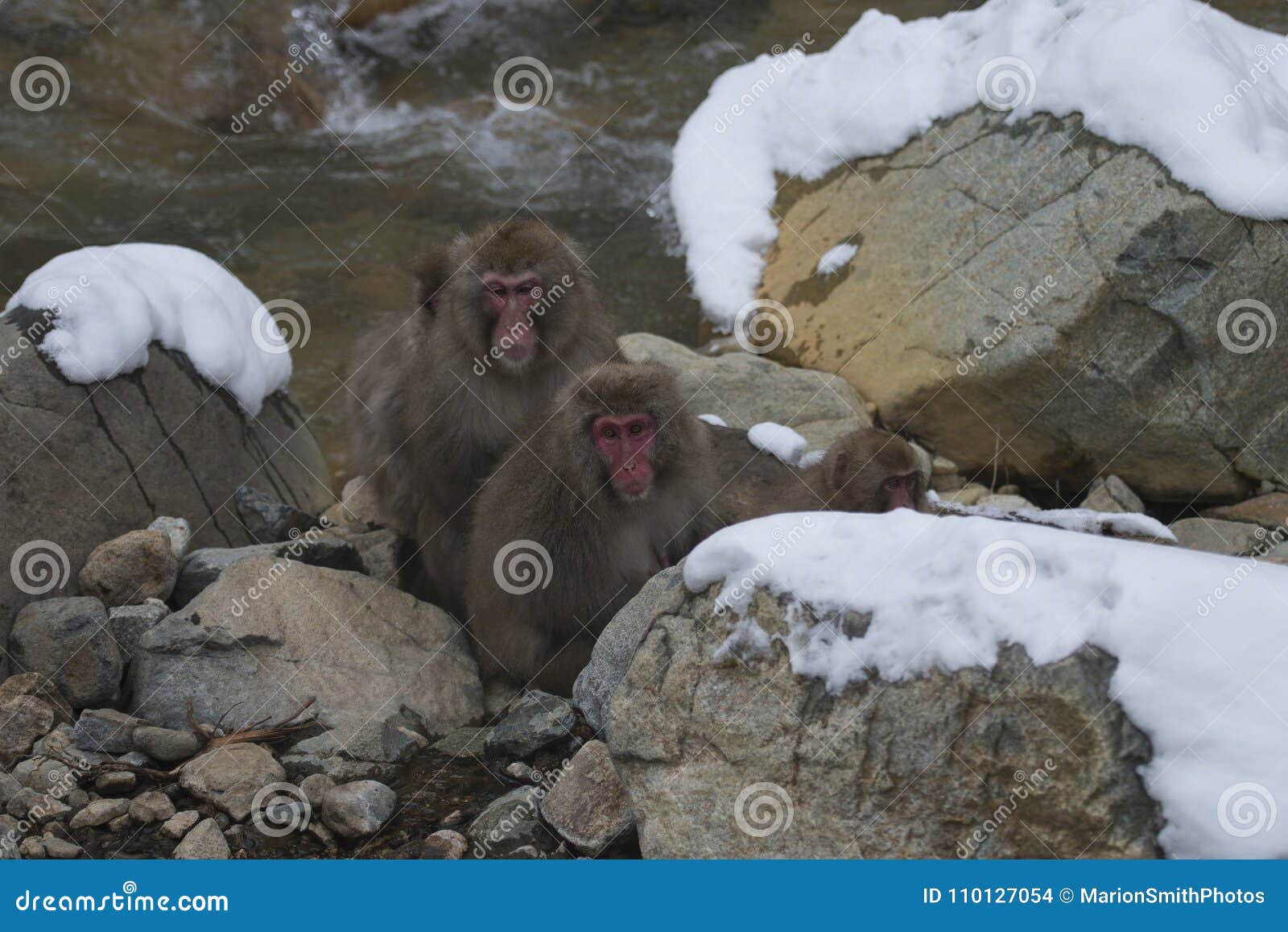 Japanische Makaken- Oder Schneeaffen Stockfoto - Bild von wild, nave: 110127054
