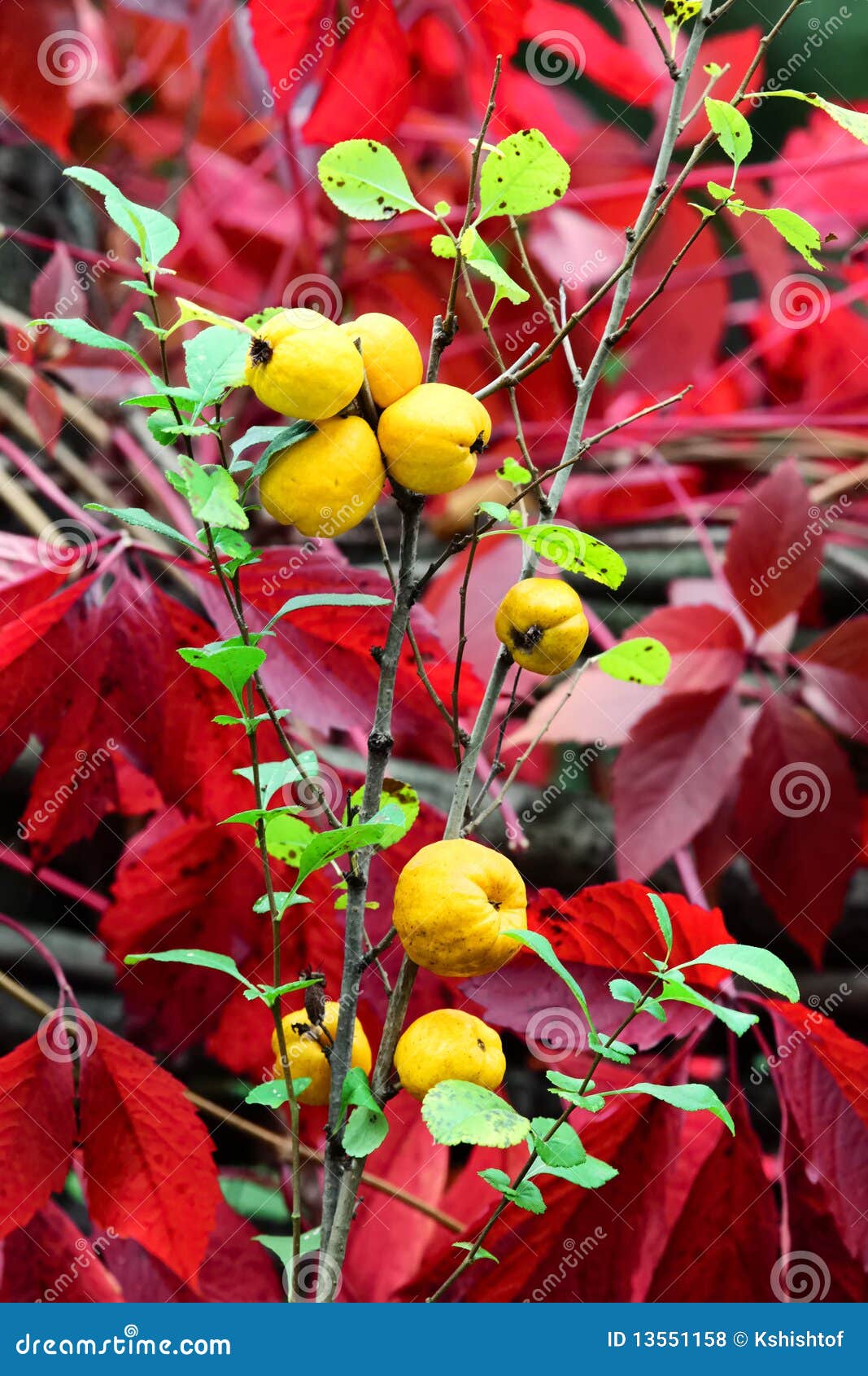 Japanische Quitte stockfoto. Bild von nave, herbst, zweig - 13551158