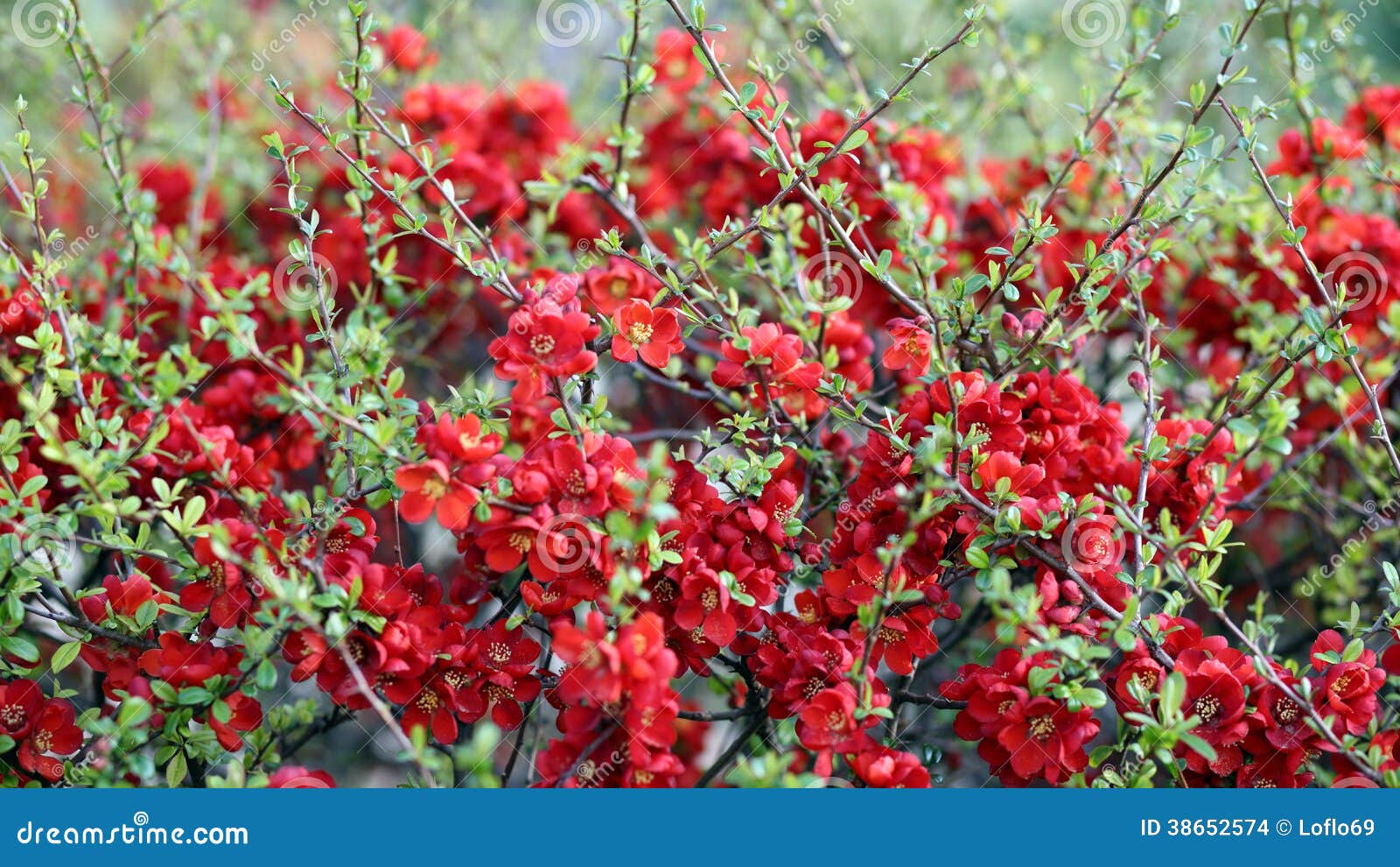 Japanische Quitte stockfoto. Bild von zweig, dekorativ - 38652574