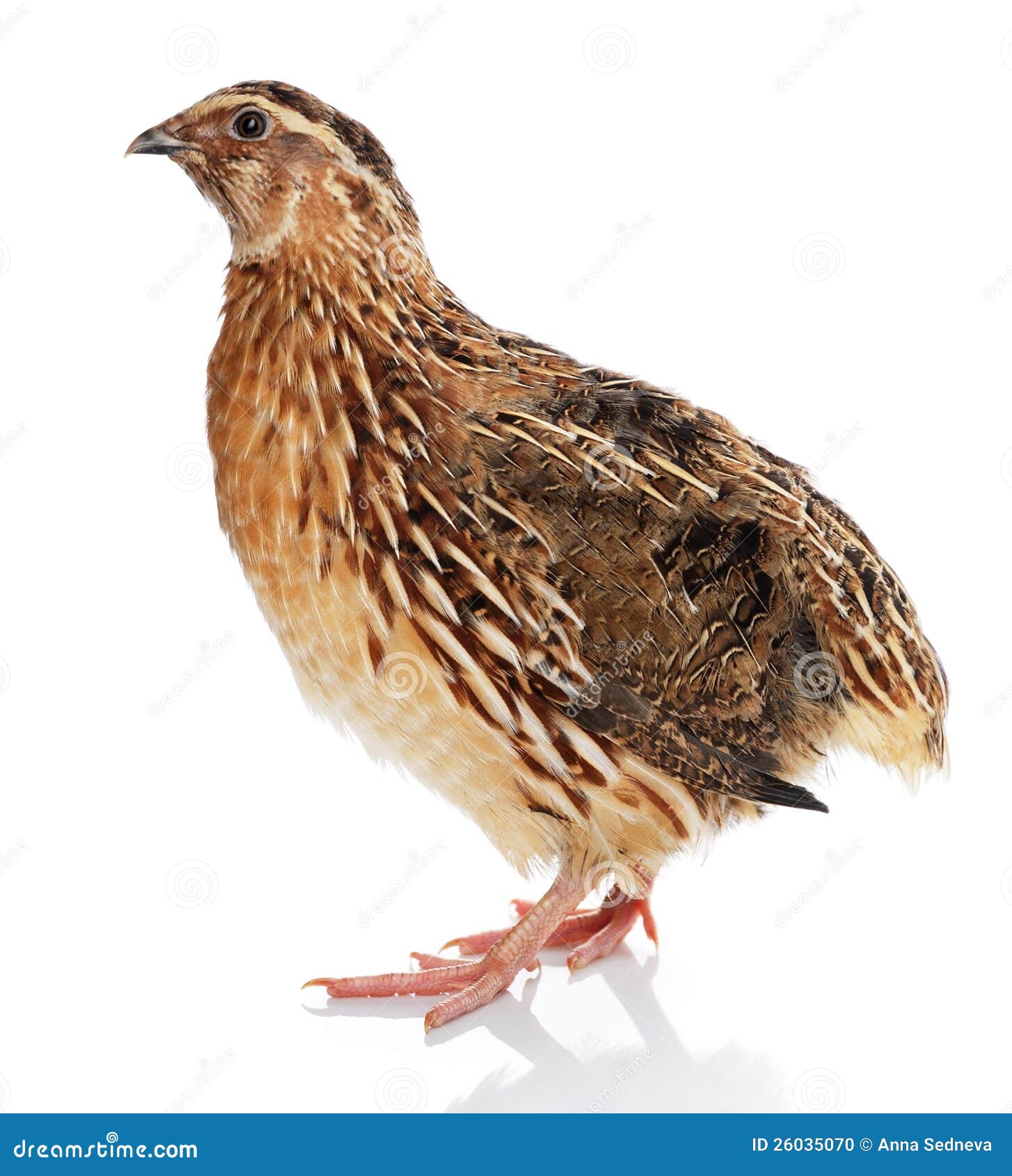 Japanische Wachteln stockfoto. Bild von wachteln, jung - 26035070