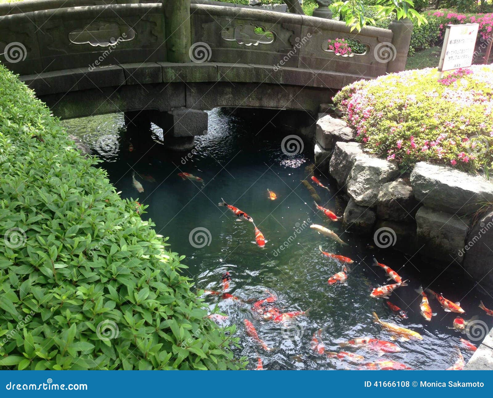 Japanischer Karpfen-Garten: Koi-Teich Stockfoto - Bild von nave, garten ...