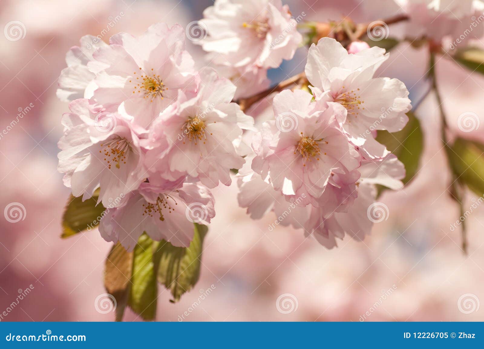 Japanischer Kirschbaum stockbild. Bild von sonderkommando - 12226705