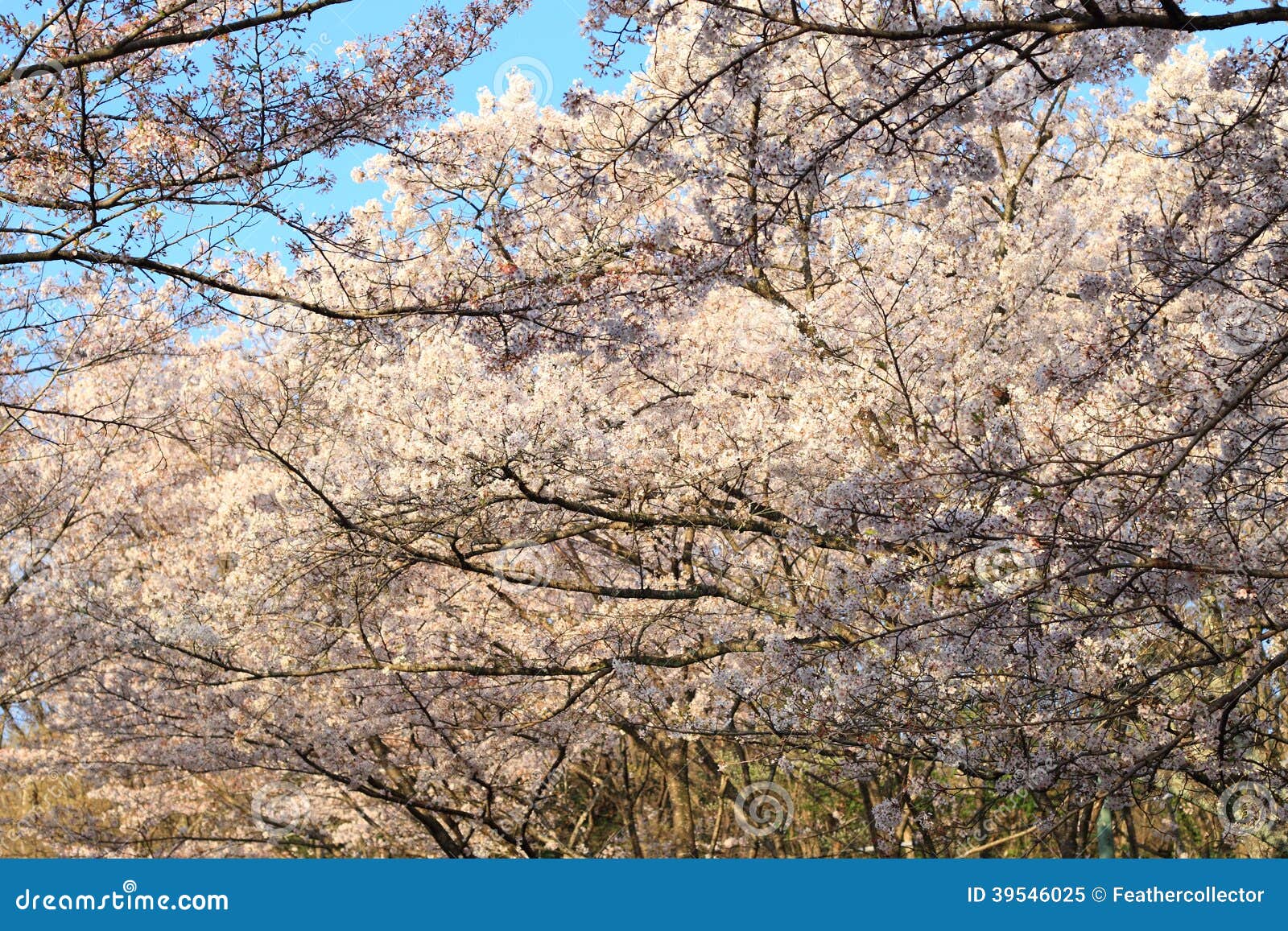 Japanischer Kirschblütenbaum Stockbild - Bild von nave, getrennt: 39546025