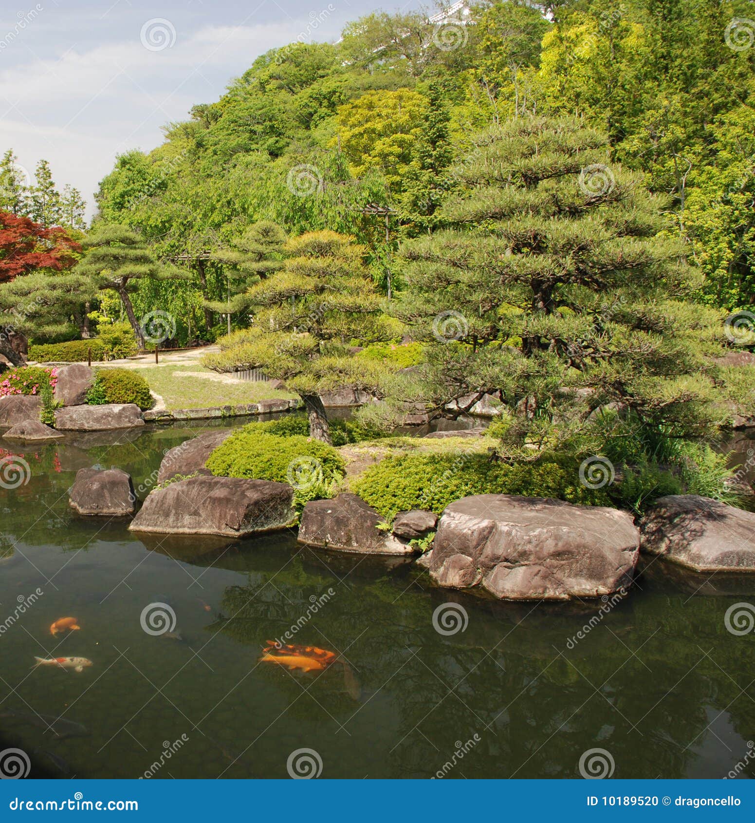 Japanischer Koi Karpfen-Teich Stockfoto - Bild von asien, gärten: 10189520