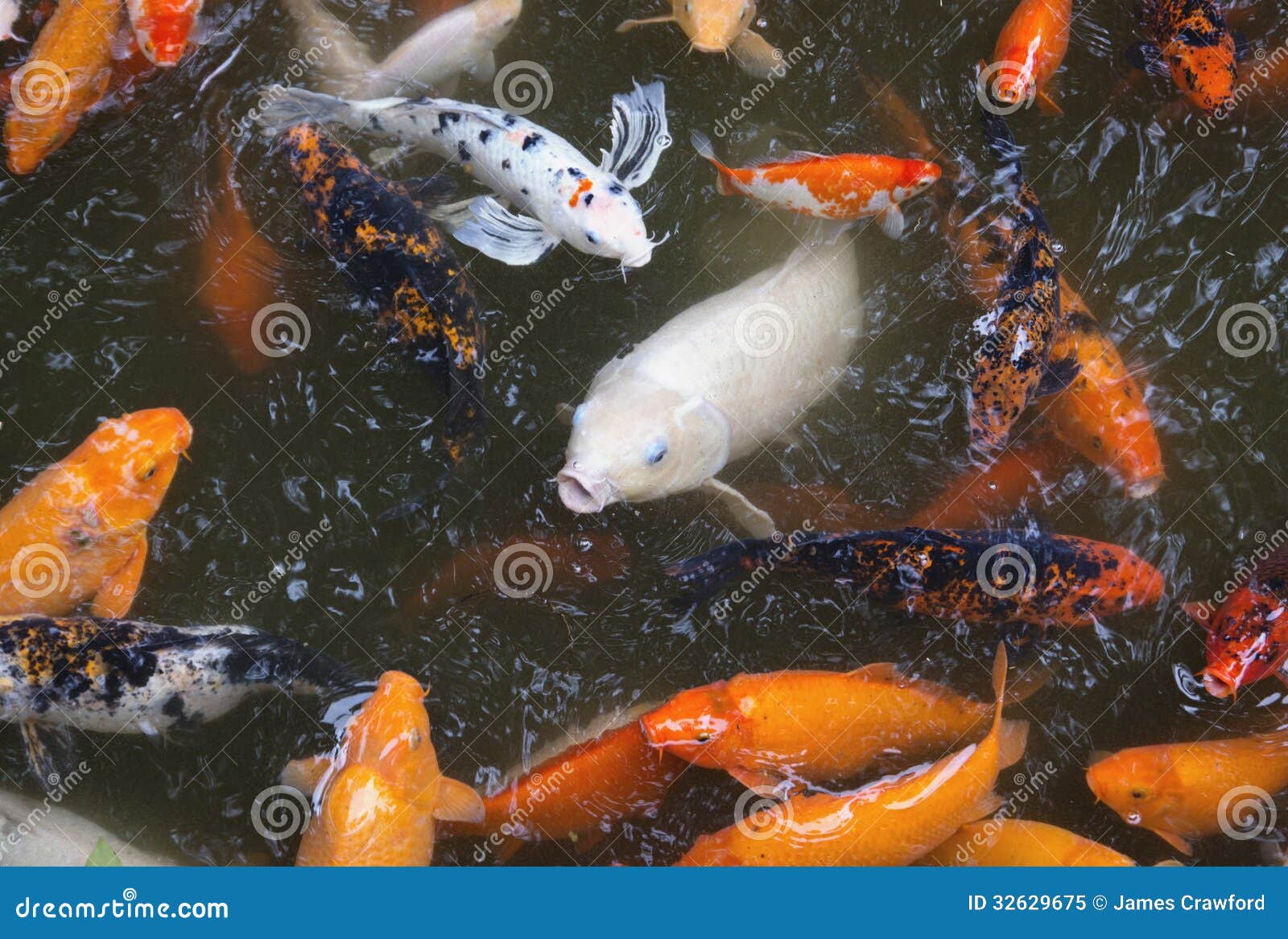 Japanischer koi Teich stockbild. Bild von querneigung - 32629675