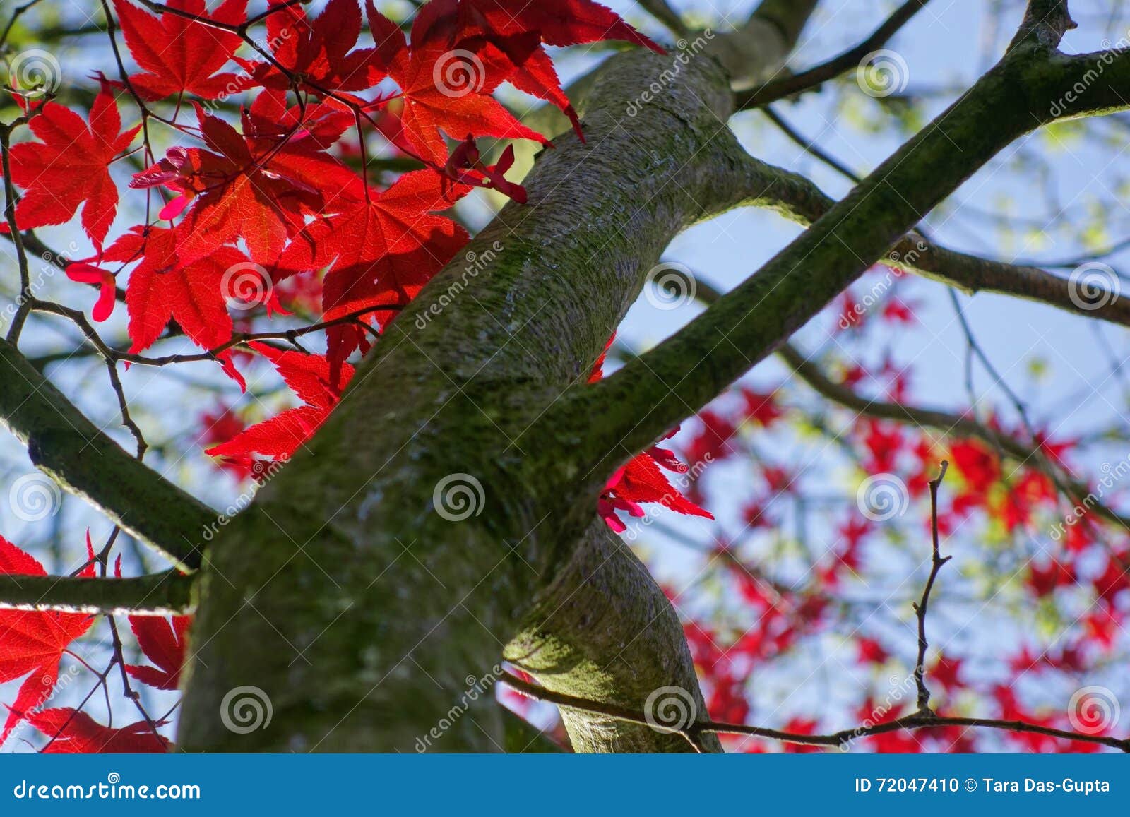 Japanse Acer-boom stock foto. Image of japans, acer, boom - 72047410