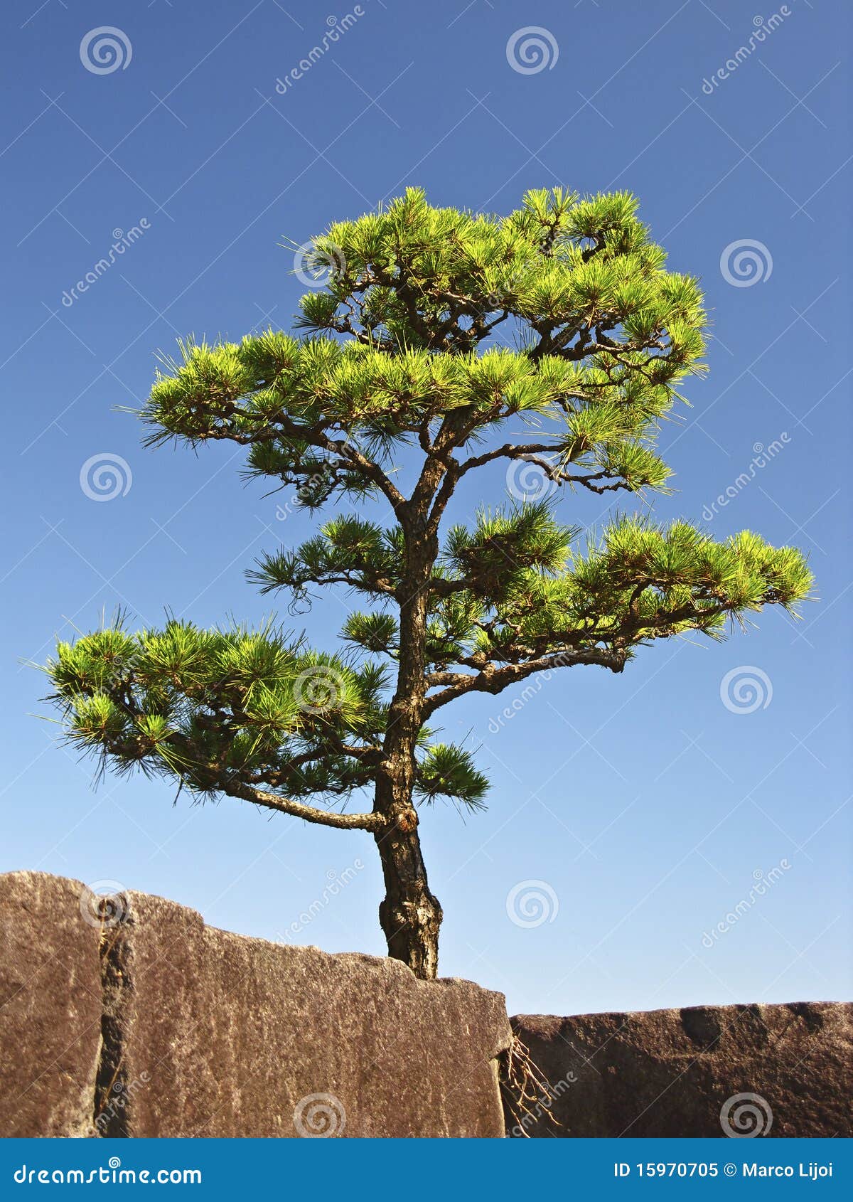 Japanse boom stock afbeelding. Image of aarde, cultiveer - 15970705