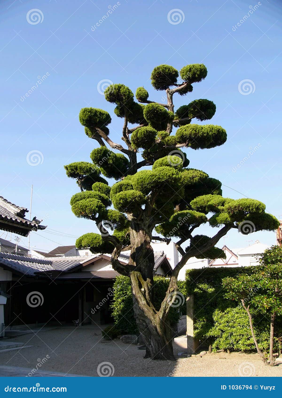 Japanse Boom Op De Tempelbinnenplaats Stock Foto - Image of japans ...