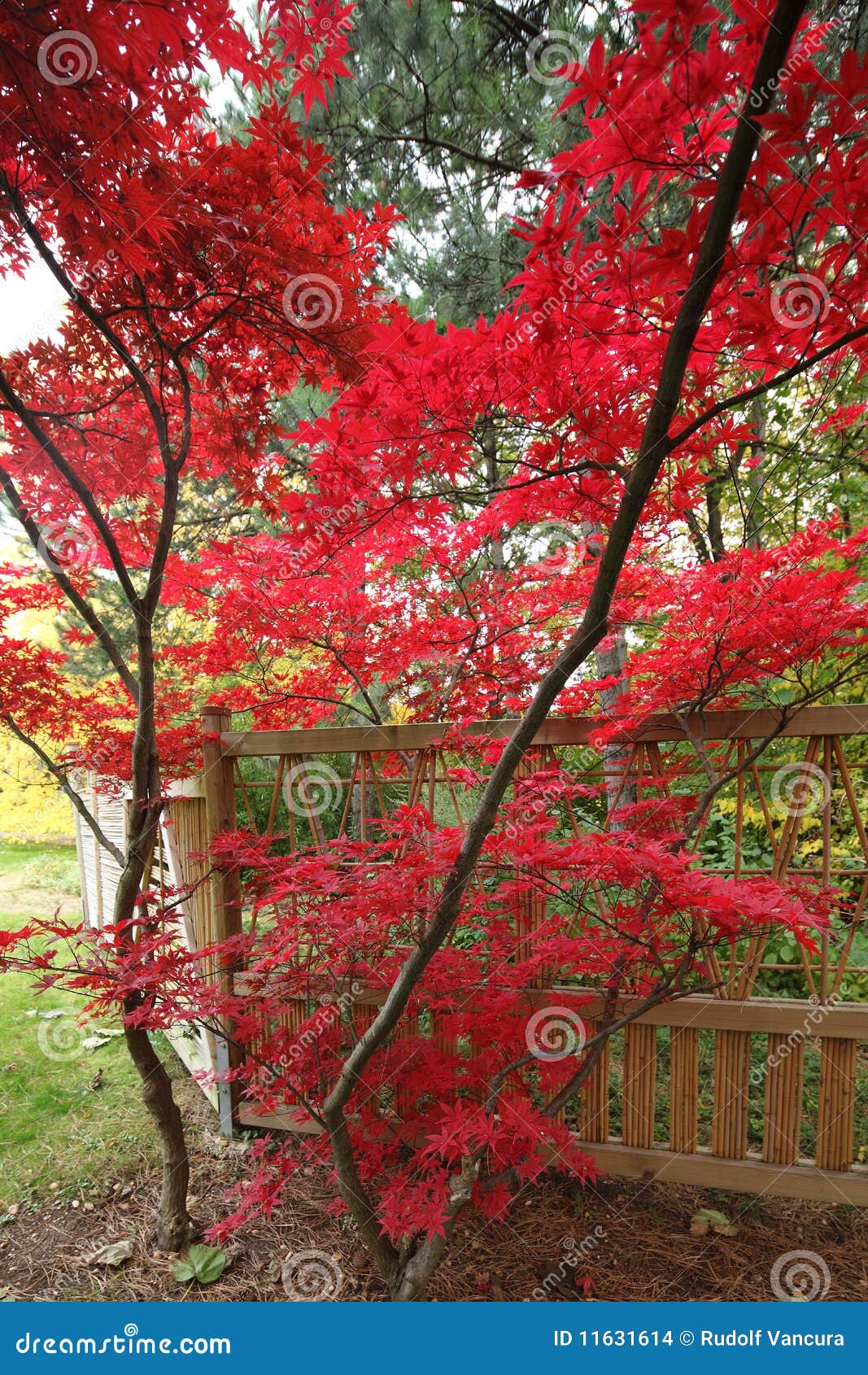 Japanse esdoorn stock foto. Image of rood, klein, daling - 11631614