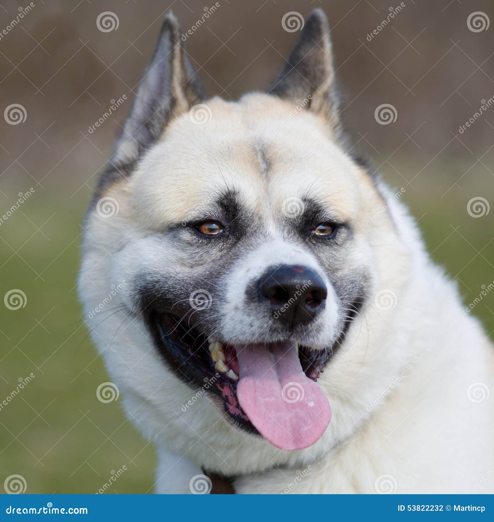 Japanse hond Akita stock foto. Image of nave, tong, japan - 53822232