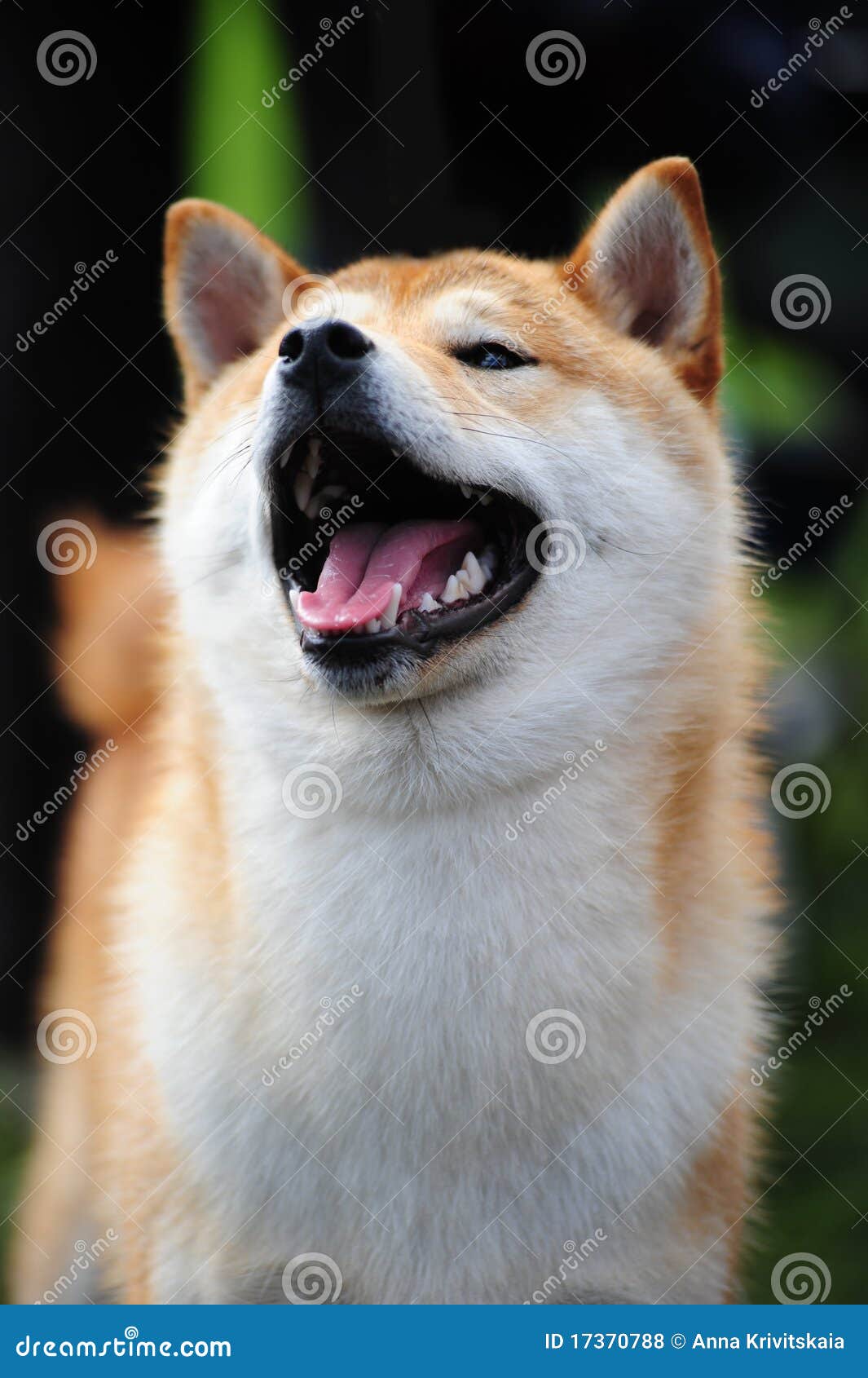 Japanse hond Shiba stock foto. Image of aziatisch, schepsel - 17370788