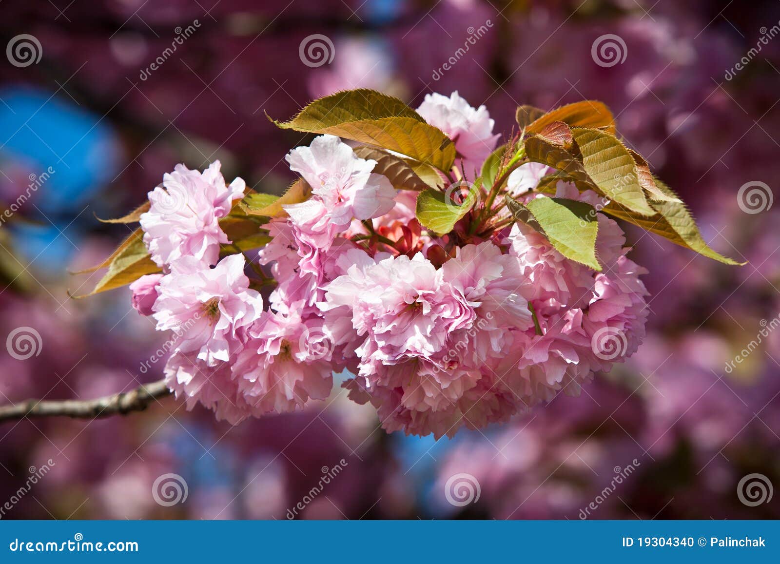Japanse kers-boom bloesem stock foto. Image of sluit - 19304340
