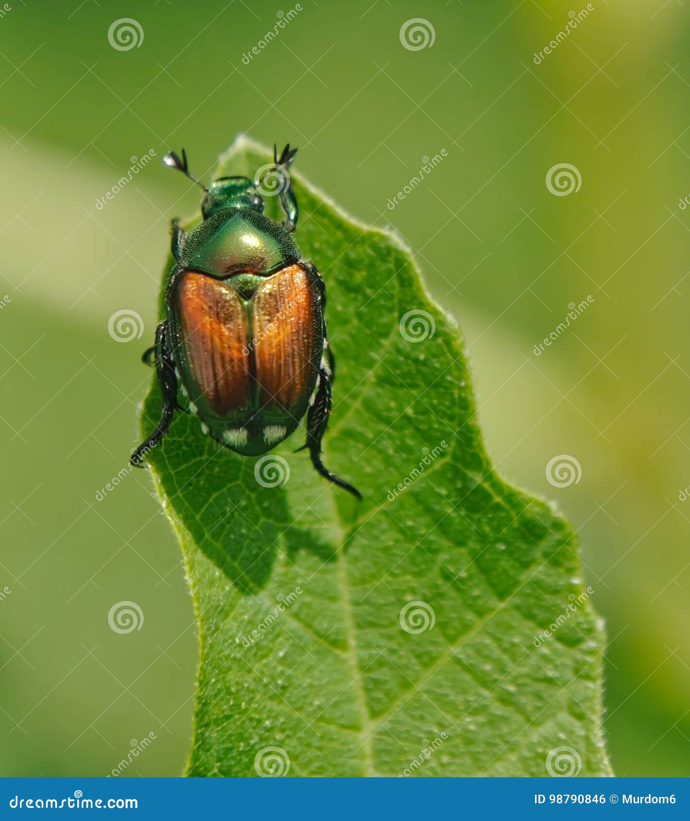 Japanse Kever stock foto. Image of insect, japans, nave - 98790846