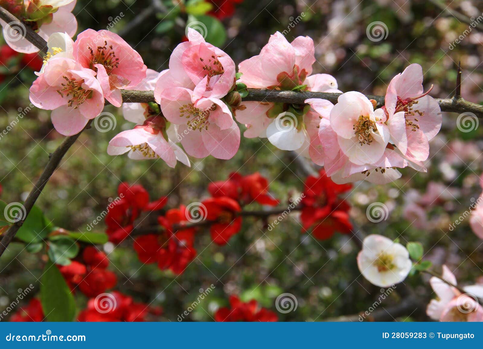 Japanse Kweepeer stock afbeelding. Image of bloei, kweepeer - 28059283