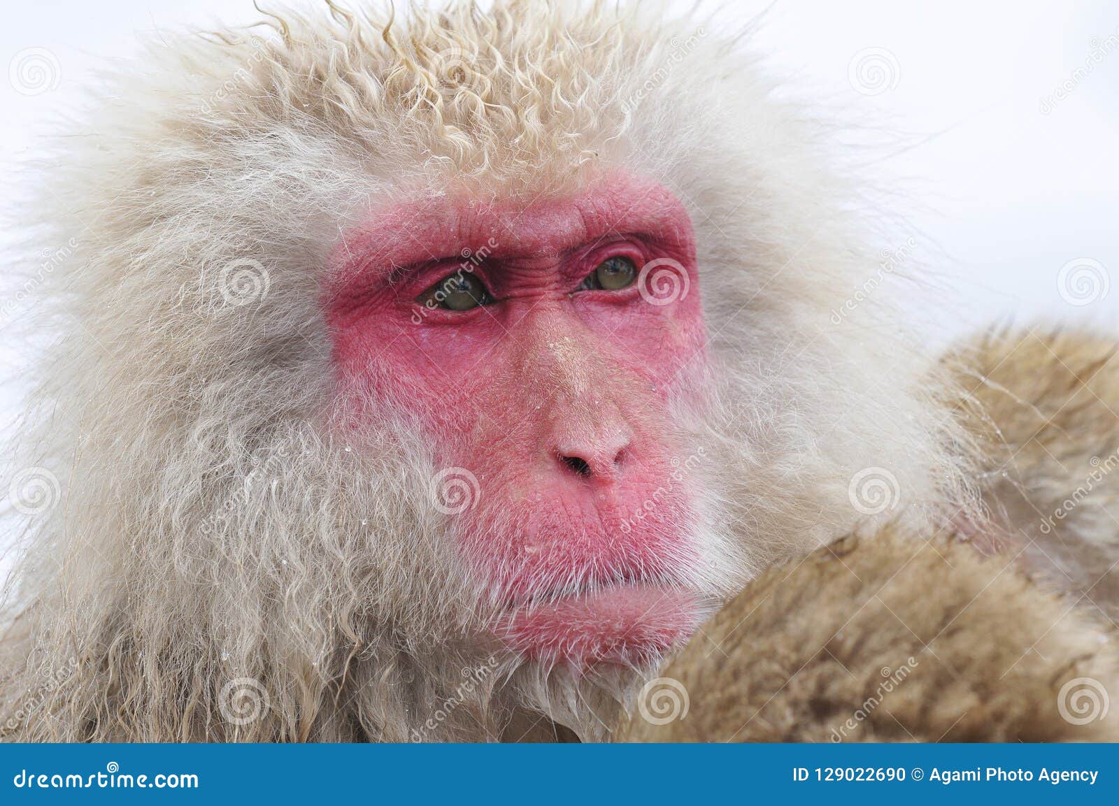 Japanse Makaak, Japanese Macaque, Macaca Fuscata Stock Photo - Image of ...