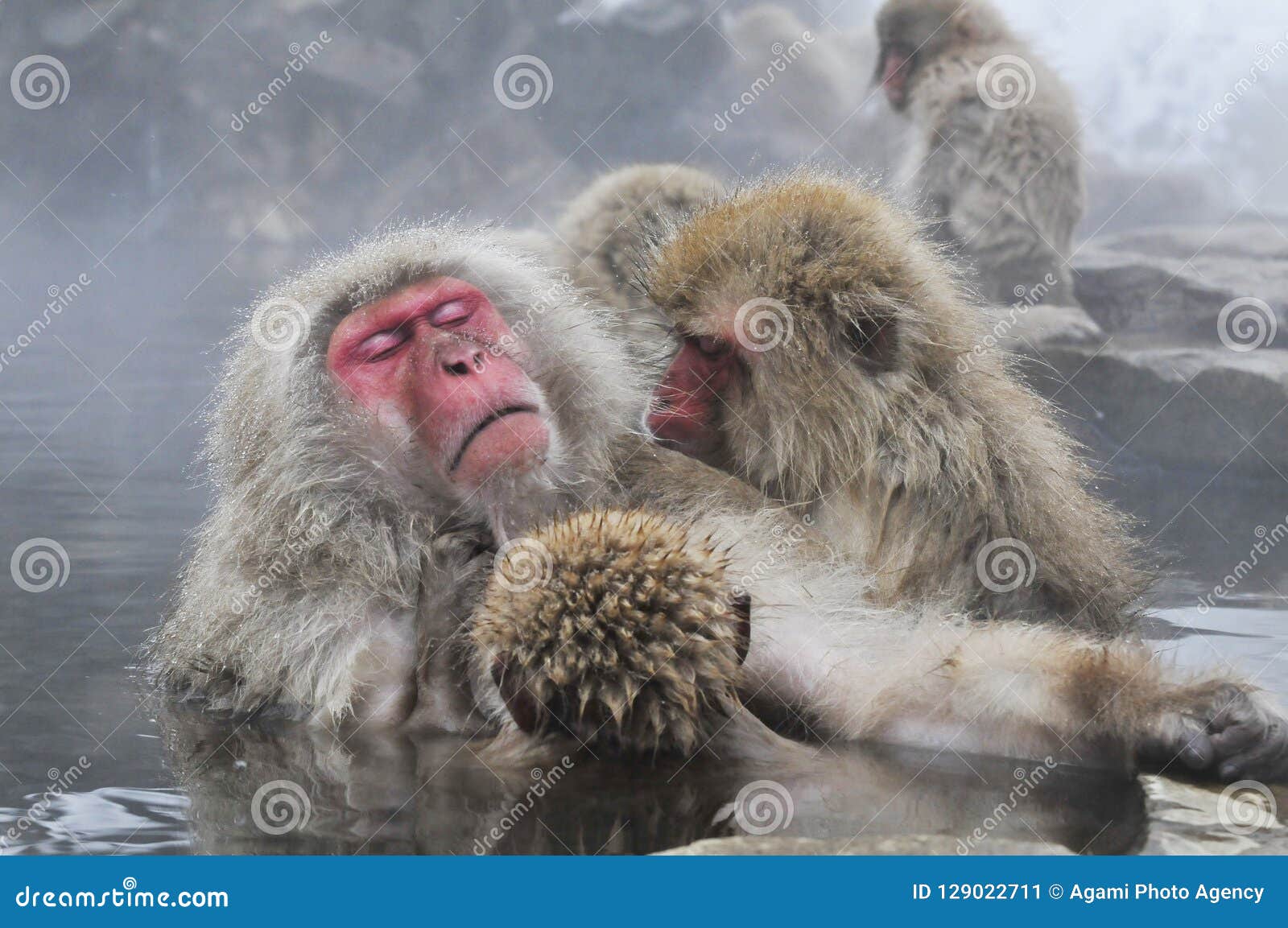 Japanse Makaak, Japanese Macaque, Macaca Fuscata Stock Image - Image of ...
